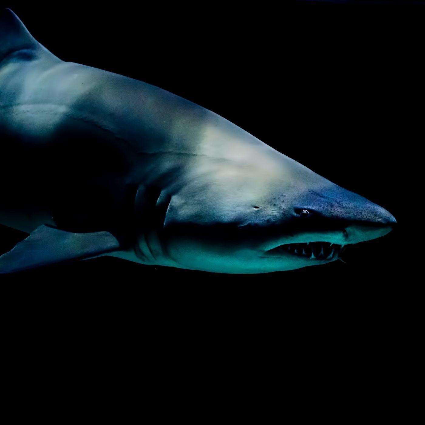 Shark by Harold Hoss - Kaidankai: Ghost and Supernatural Stories ...