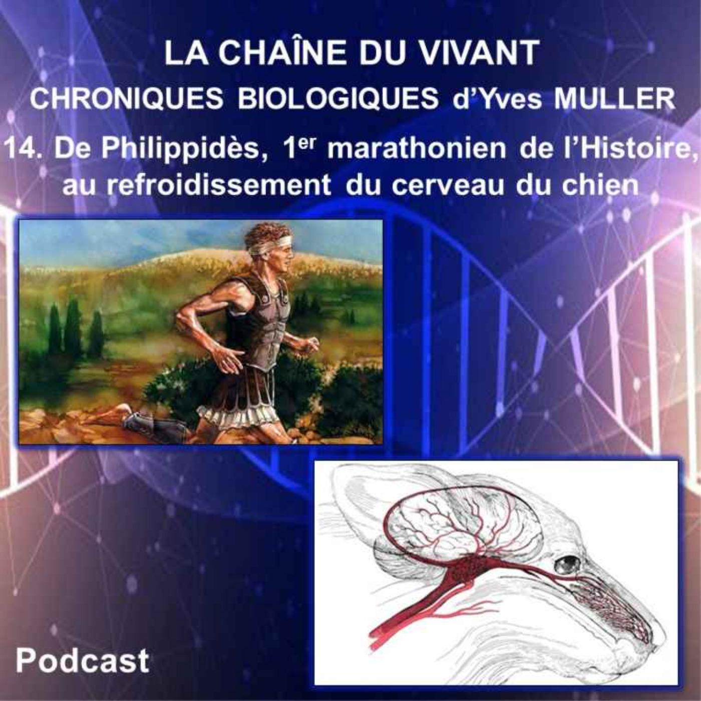 14. De Philippidès, premier marathonien de l’Histoire, au système de ...