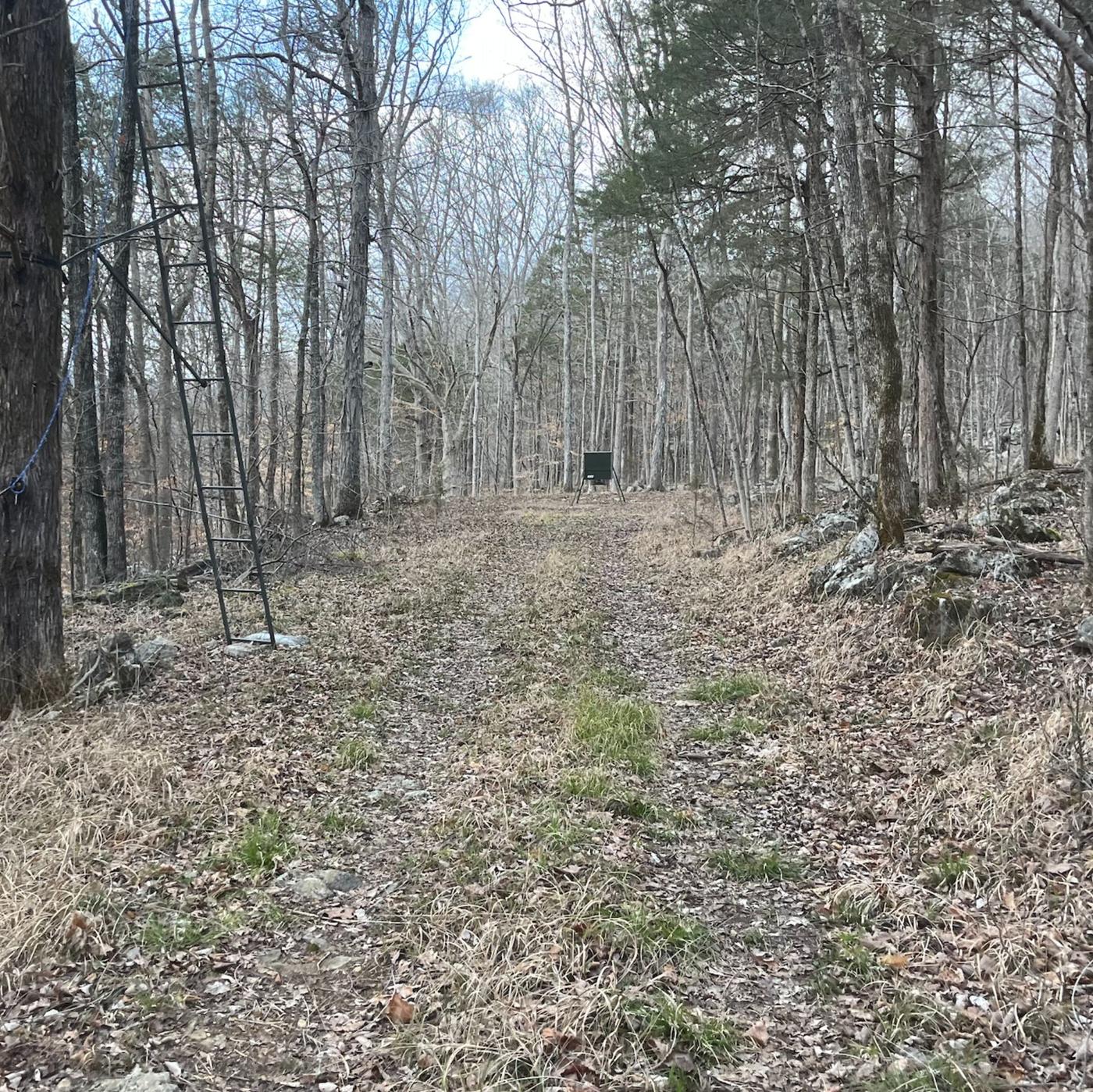 Do's and Dont's of a Timber Harvest Pt. 2 - Land & Legacy - Habitat ...