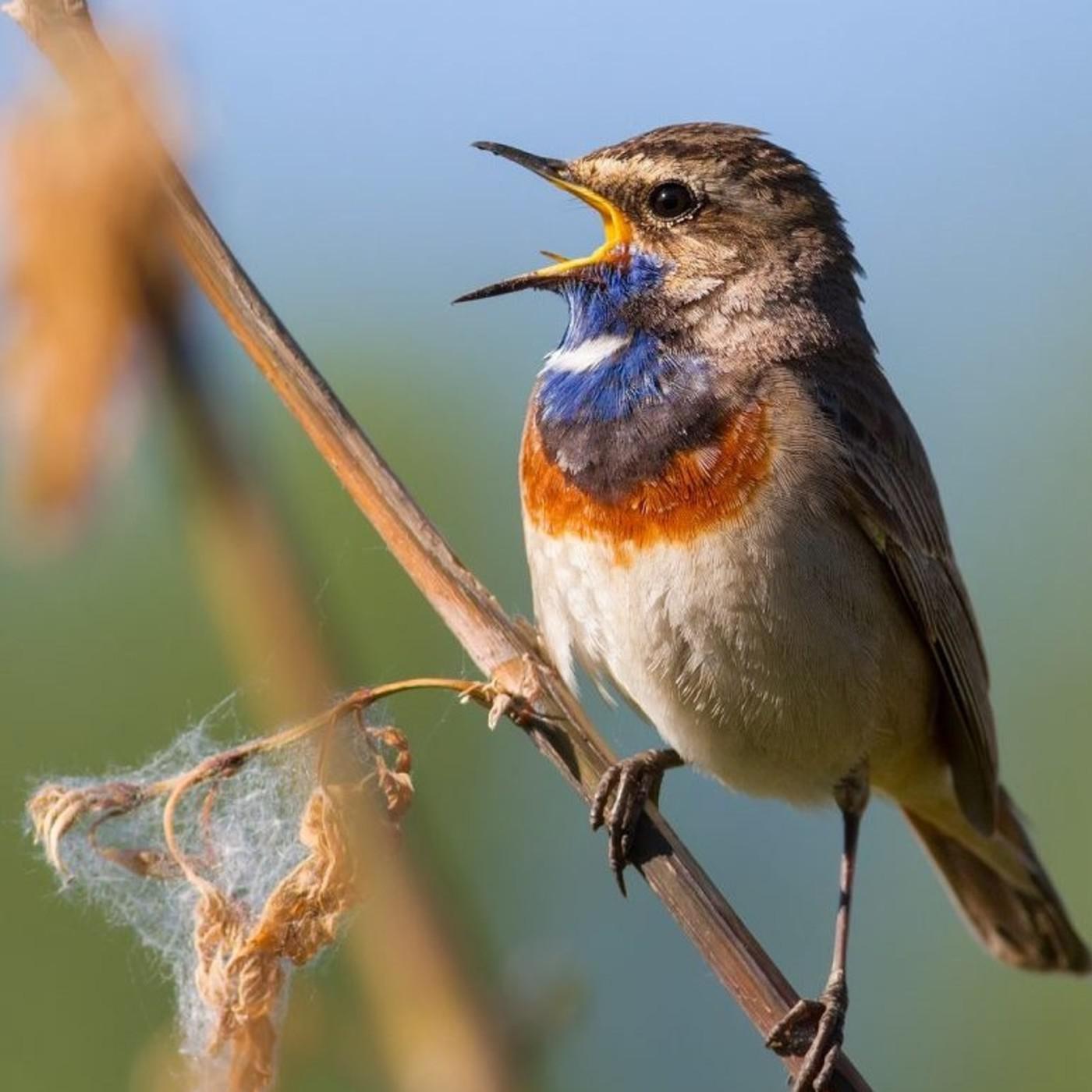 No.035 - Trinar de aves silvestres - Meditaaccion (podcast) | Listen Notes