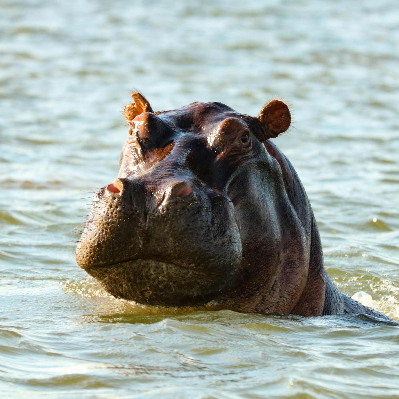 How harmful is food fear mongering? - Moncrieff (podcast) | Listen Notes