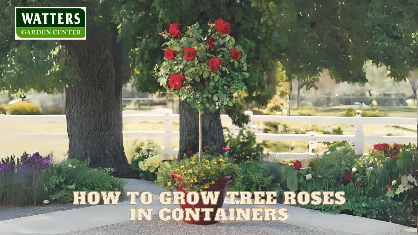🌹How to Grow Tree Roses in Containers 🌹 - Mountain Gardener with Ken ...