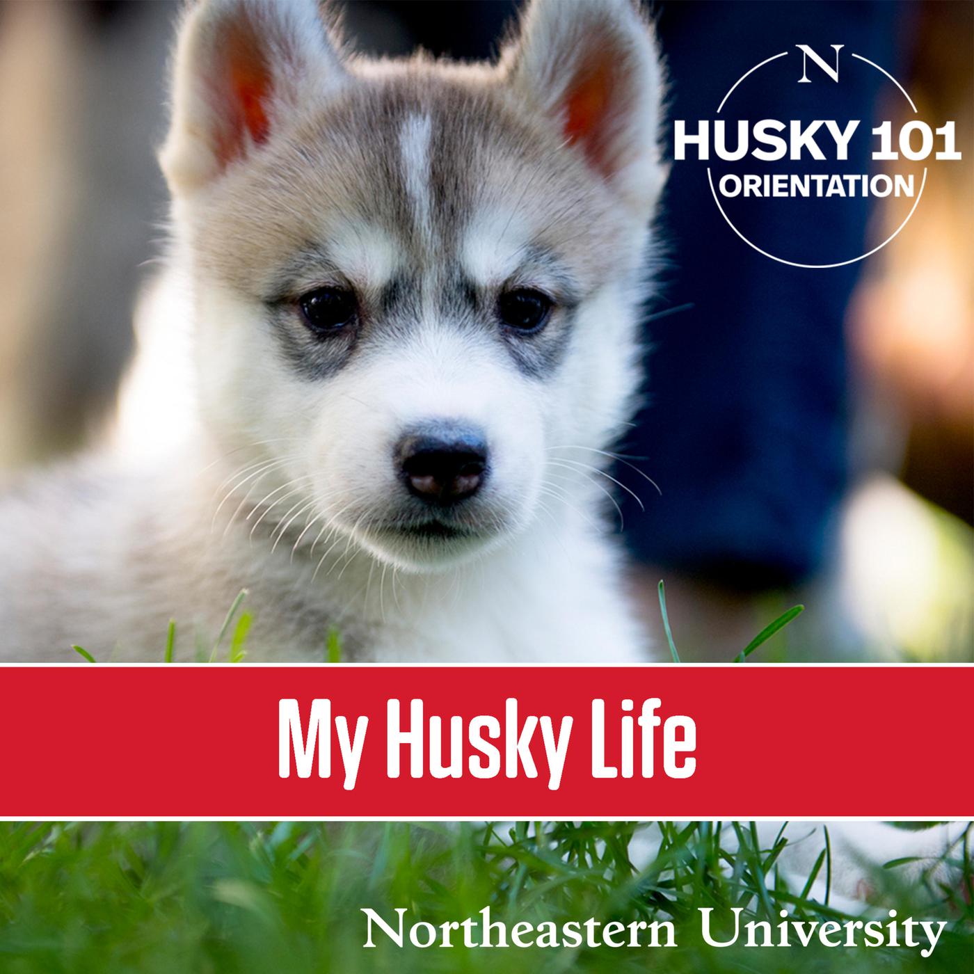 OL Favorites: Northeastern Traditions and Programs - My Husky Life ...