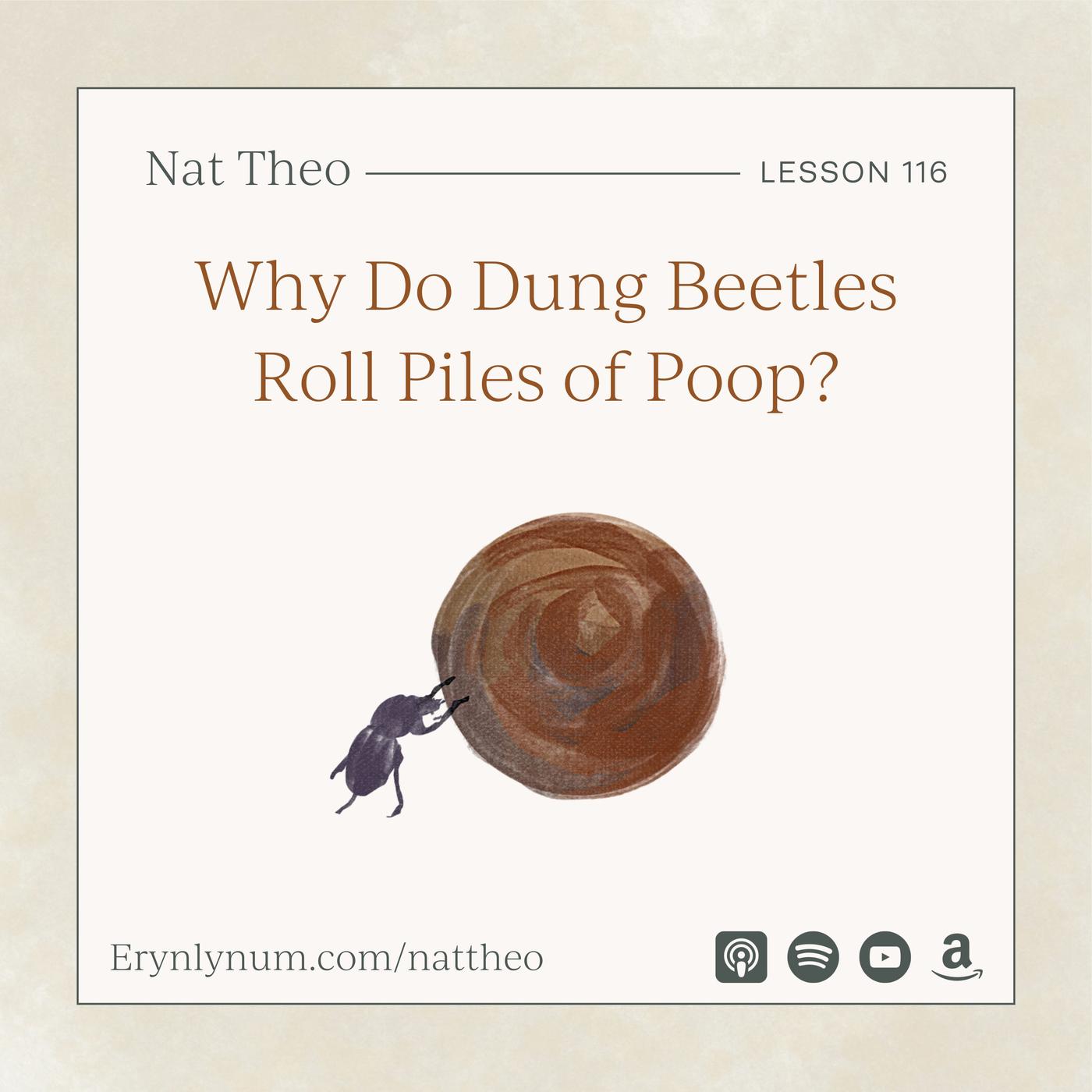 Nat Theo Nature Lessons Rooted in the Bible (podcast) - Eryn Lynum ...