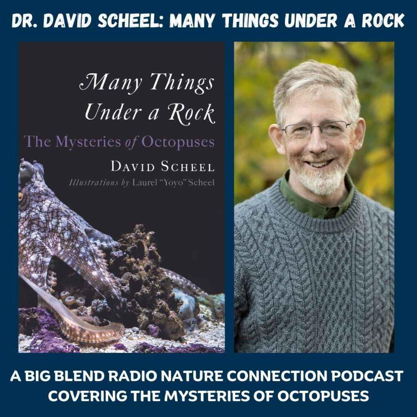 Dr. David Scheel - The Mystery of Octopuses - Nature Connection Radio ...