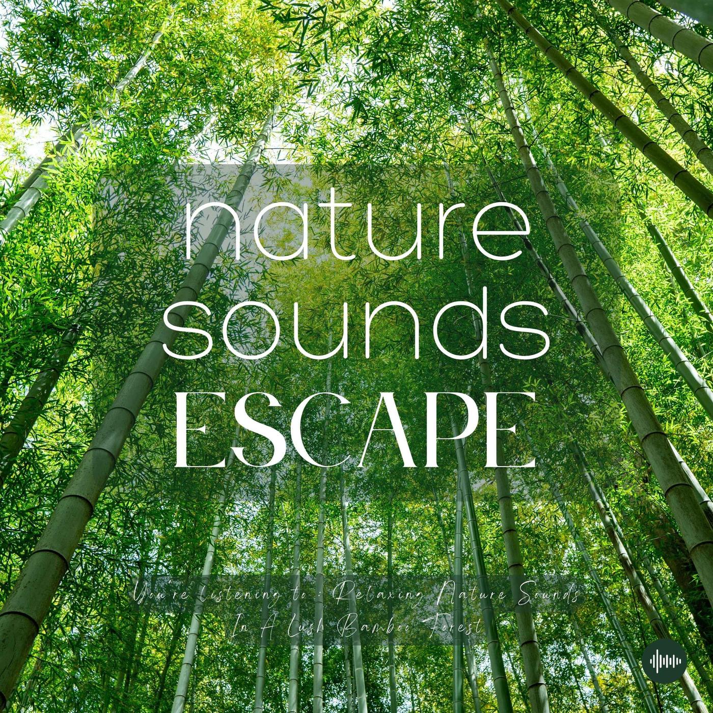 Harmonies Of A Flowing River & Tropical Birds Singing In An Enchanting ...