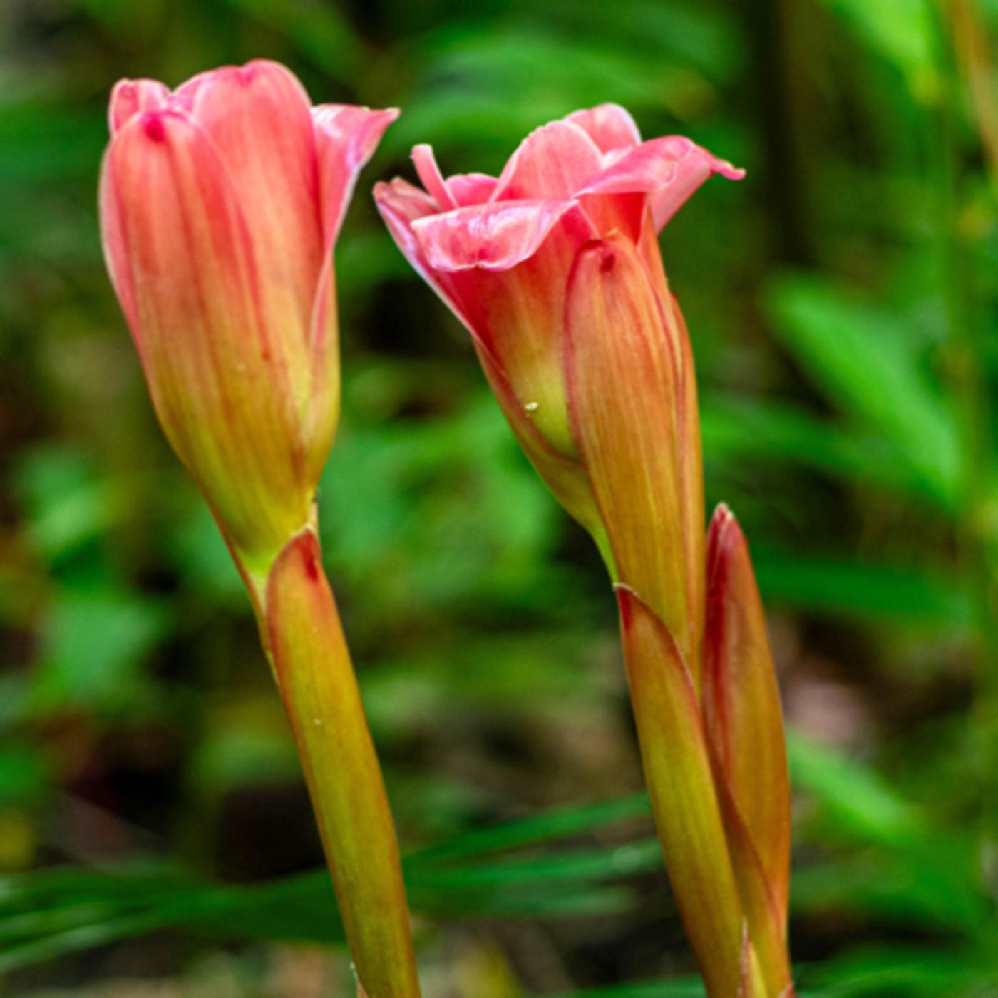 Daniel 7 – The Judgment Has Set - One Living Word (podcast) | Listen Notes