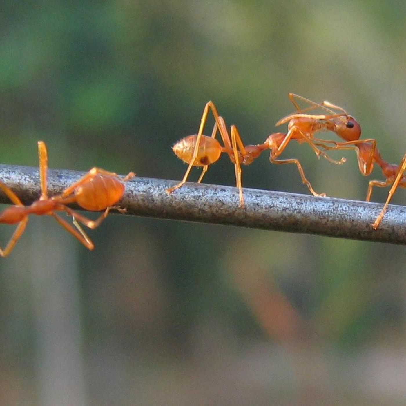 How insects are solving our problems in the city - Dr Tanya Latty ...