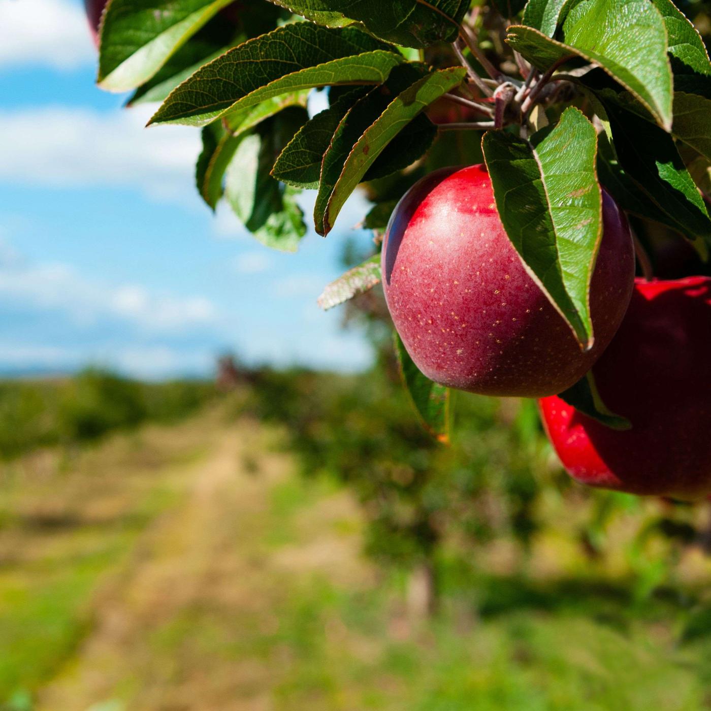Biochar and Fruit Trees - Orchard People (podcast) | Listen Notes
