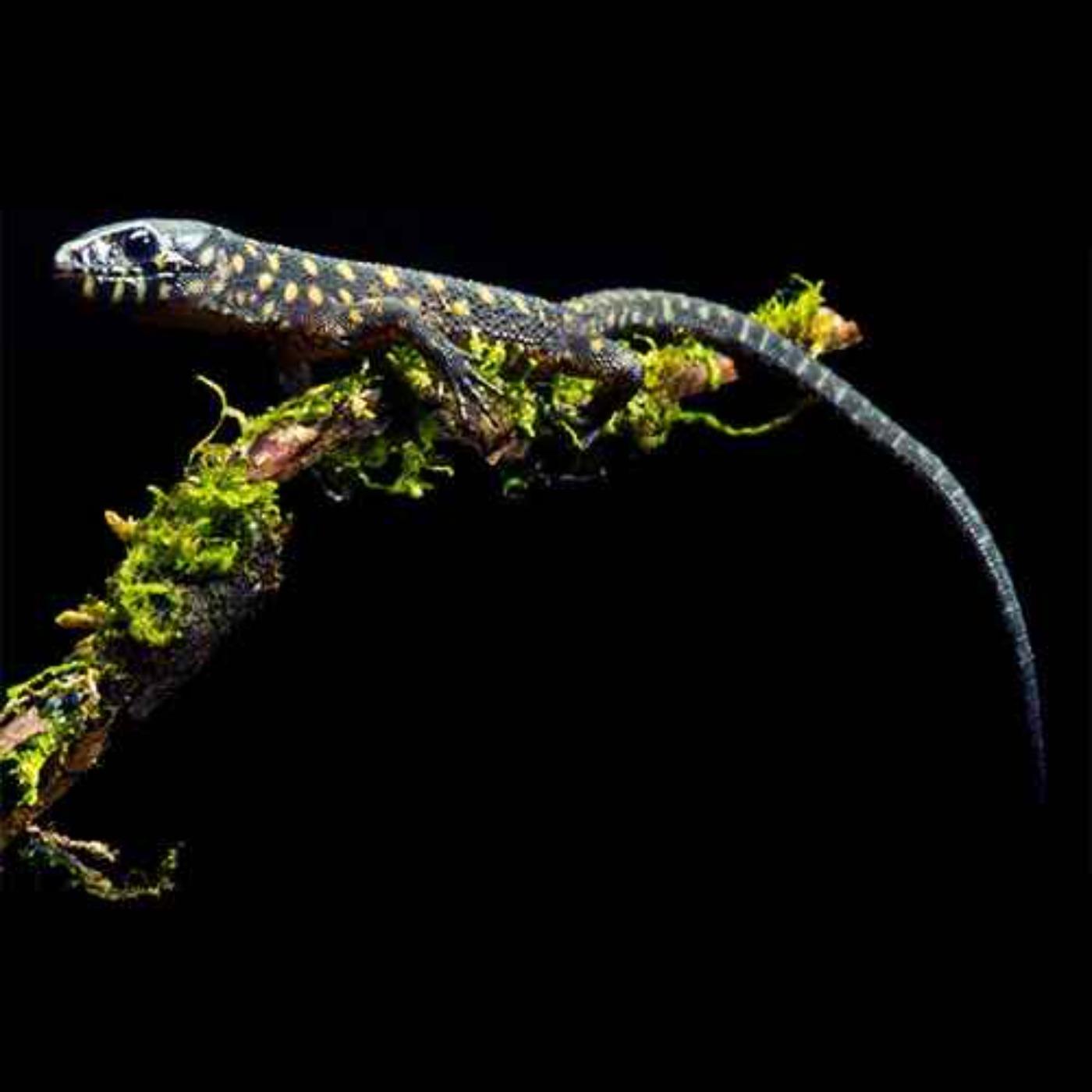 Beelzebufo, the Devil Frog - Paleo Bites (podcast) | Listen Notes