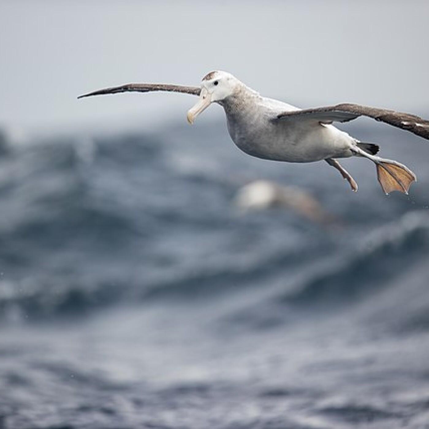 BEST OF D'ÉTÉ Records 2/3 : et le plus venimeux est... | Listen Notes