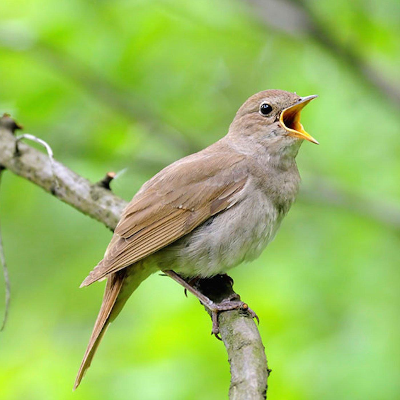17 John Keats - Ode to a Nightingale - Poems Read by Jeff (podcast ...