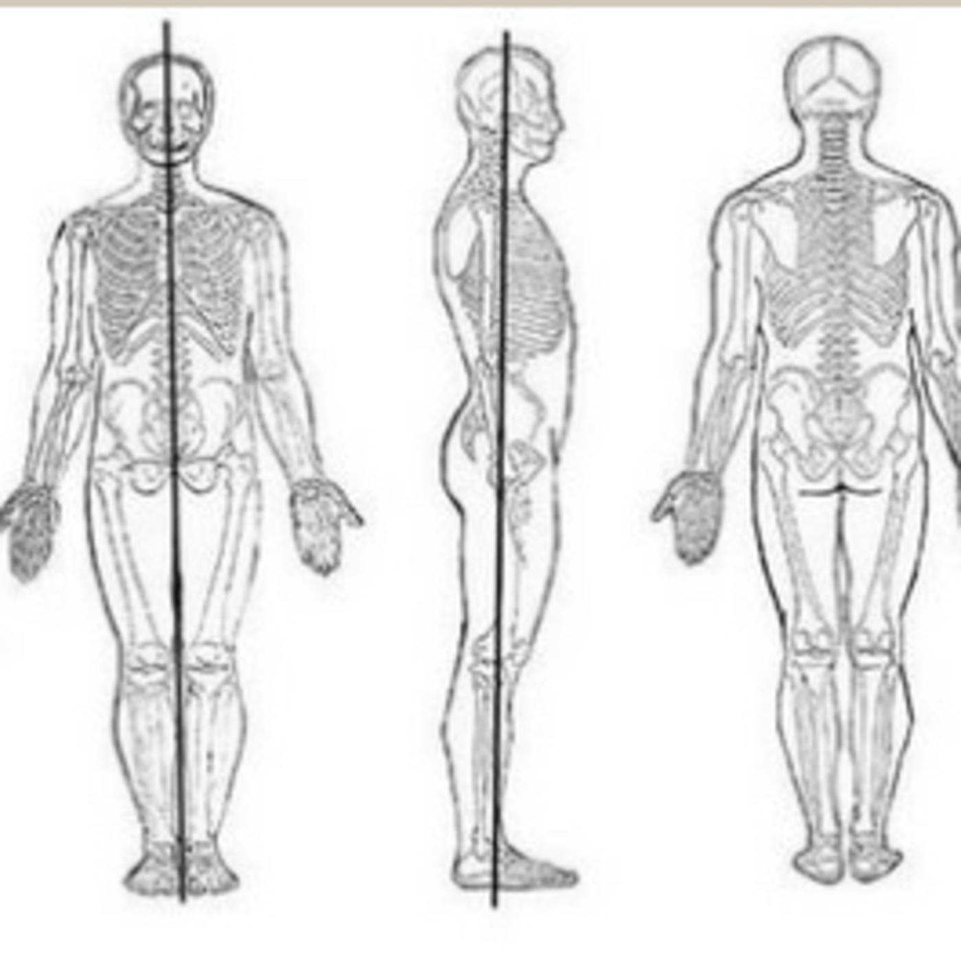 Planos y Ejes Corporales - Posiciones Anatómicas (podcast) | Listen Notes