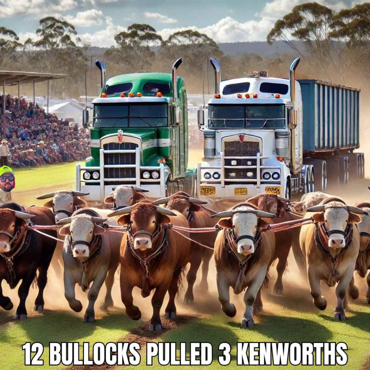 12 bullocks pulled 3 Kenworth trucks - Proper True Yarn (podcast ...