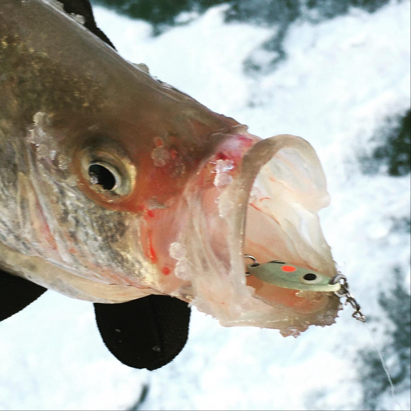 Fly Fishing Tips and Tricks with Seth Ewing - RAD Cast Outdoors Podcast ...
