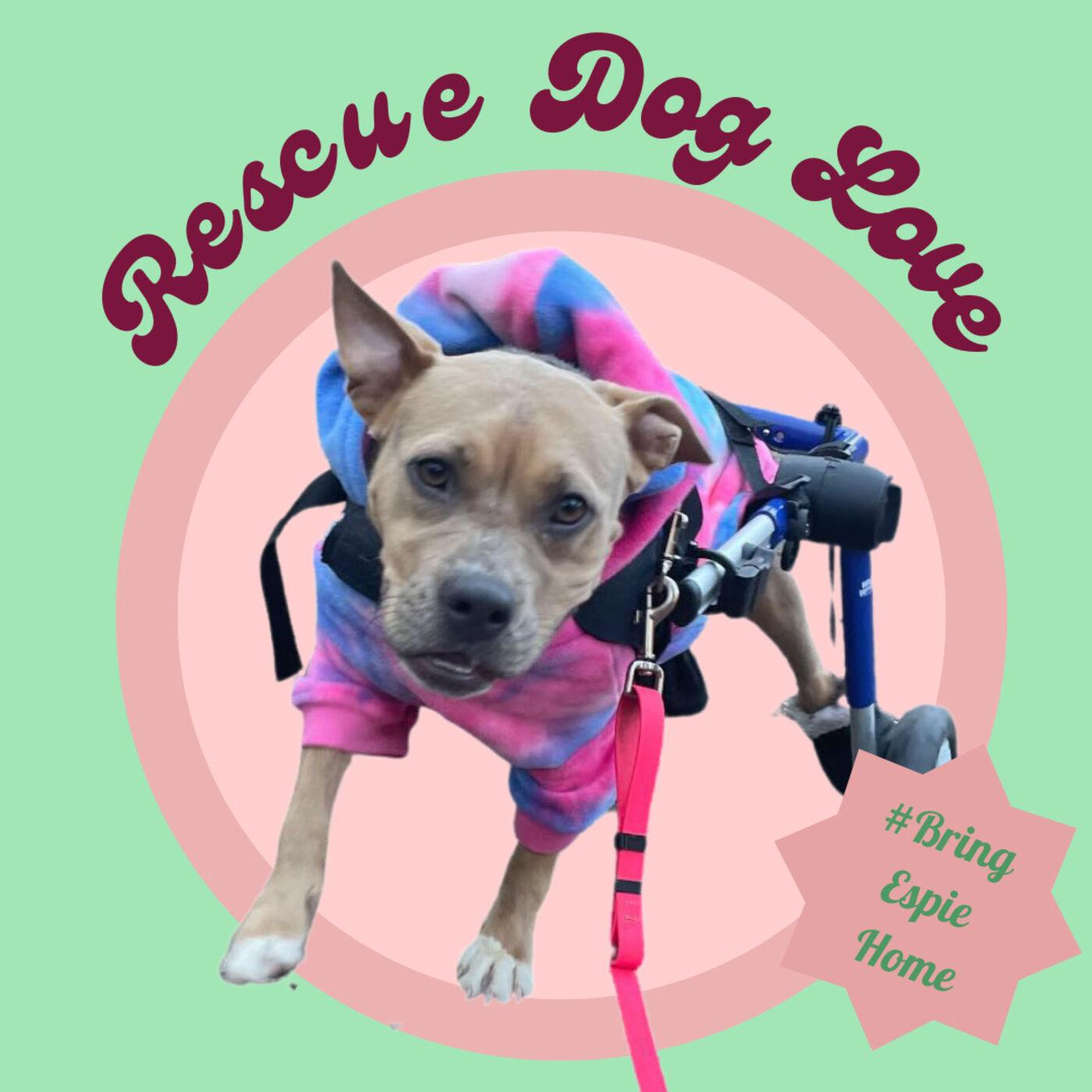 Speaking with charity organization SafePet Ontario | How you can help ...