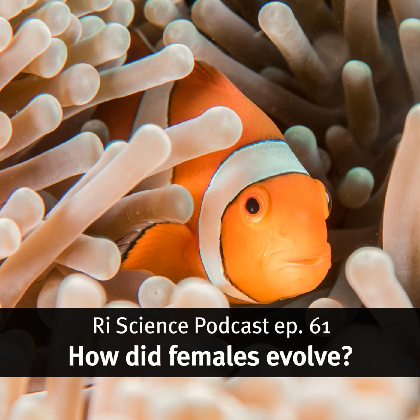 How did females evolve? – with Lucy Cooke - Ri Science Podcast | Listen ...