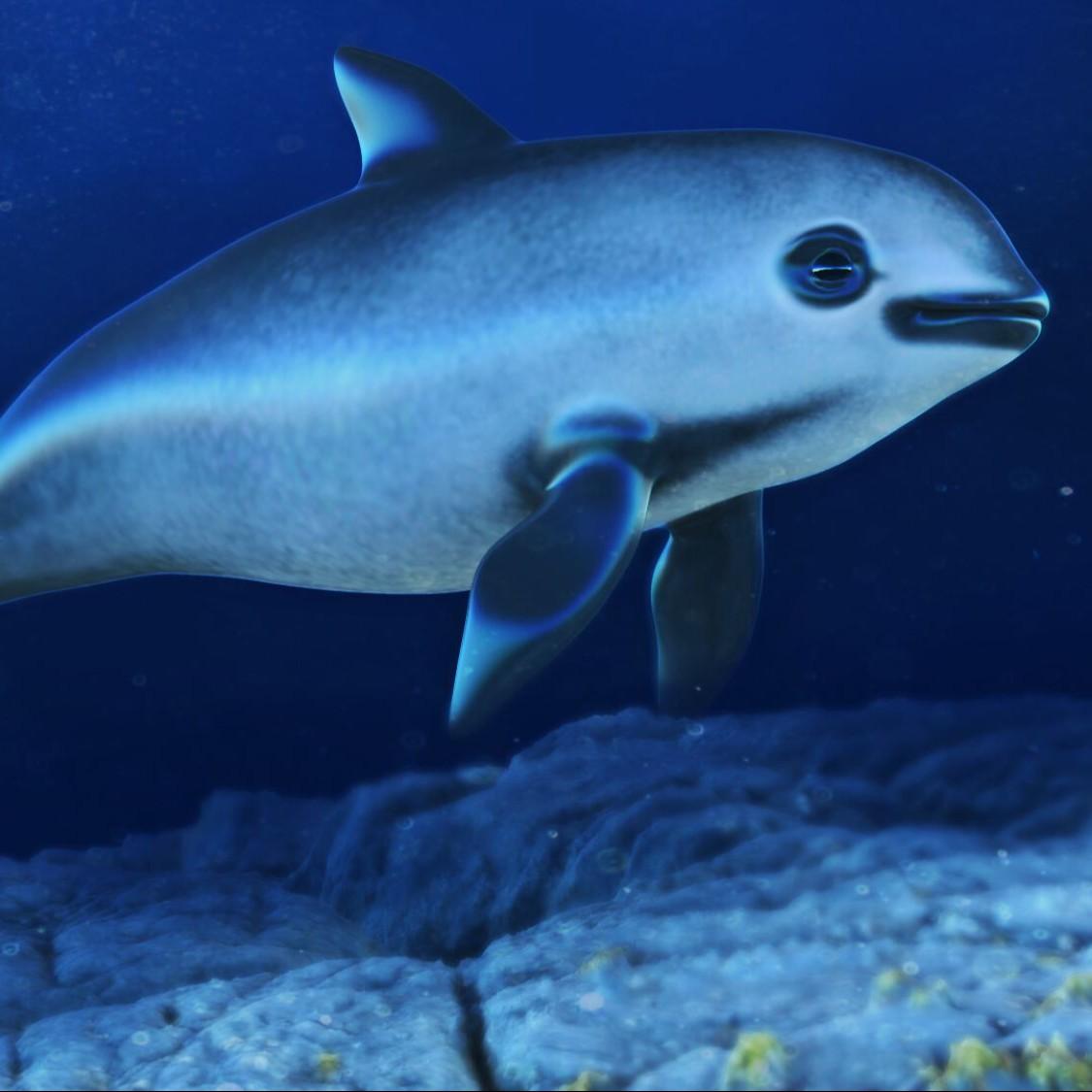 The new book is OUT! Liddy Answers YOUR Questions. Become a SAVE SEA ...