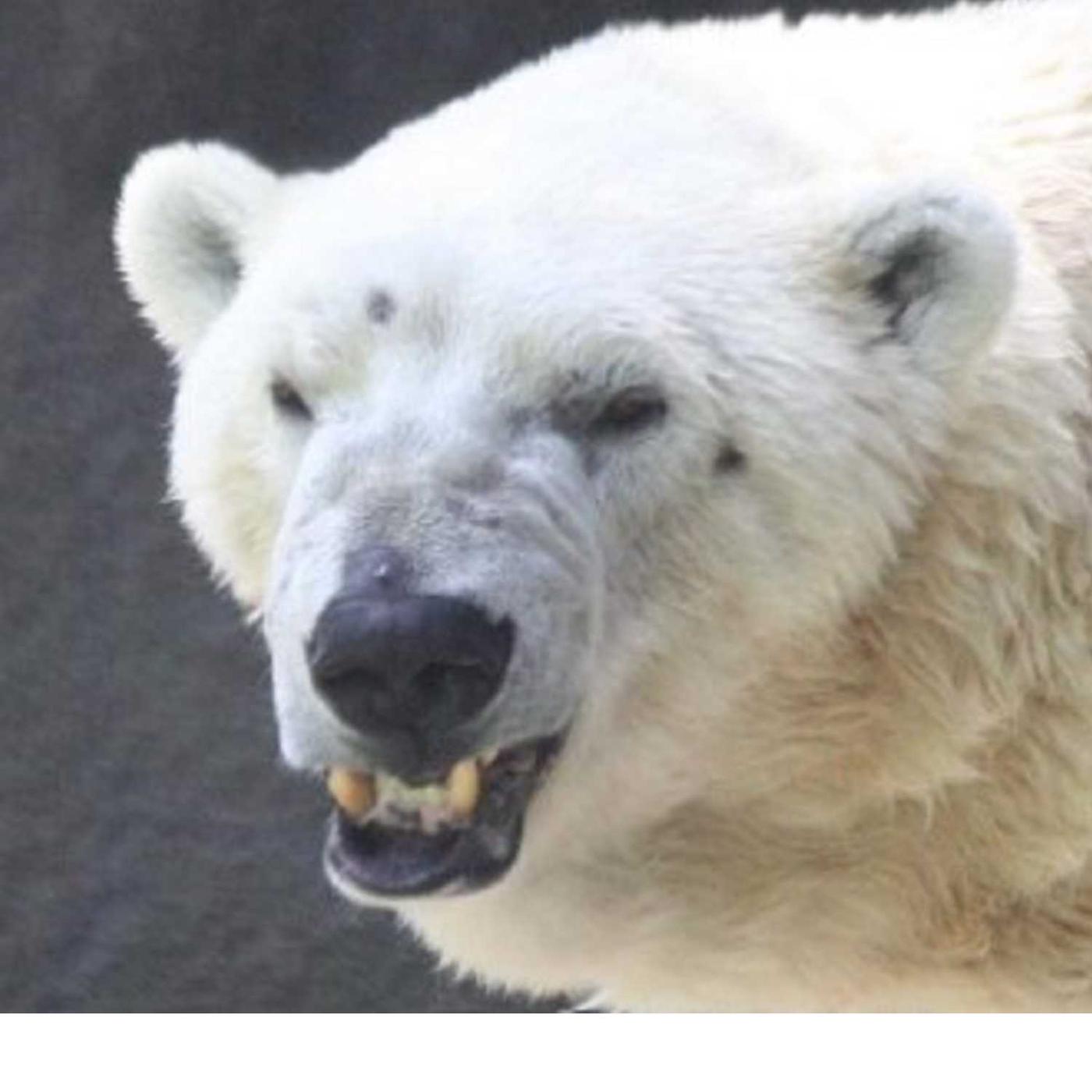 The Tragic Polar Bear Attack On Aaron Gibbons - Scary Bear Attacks ...