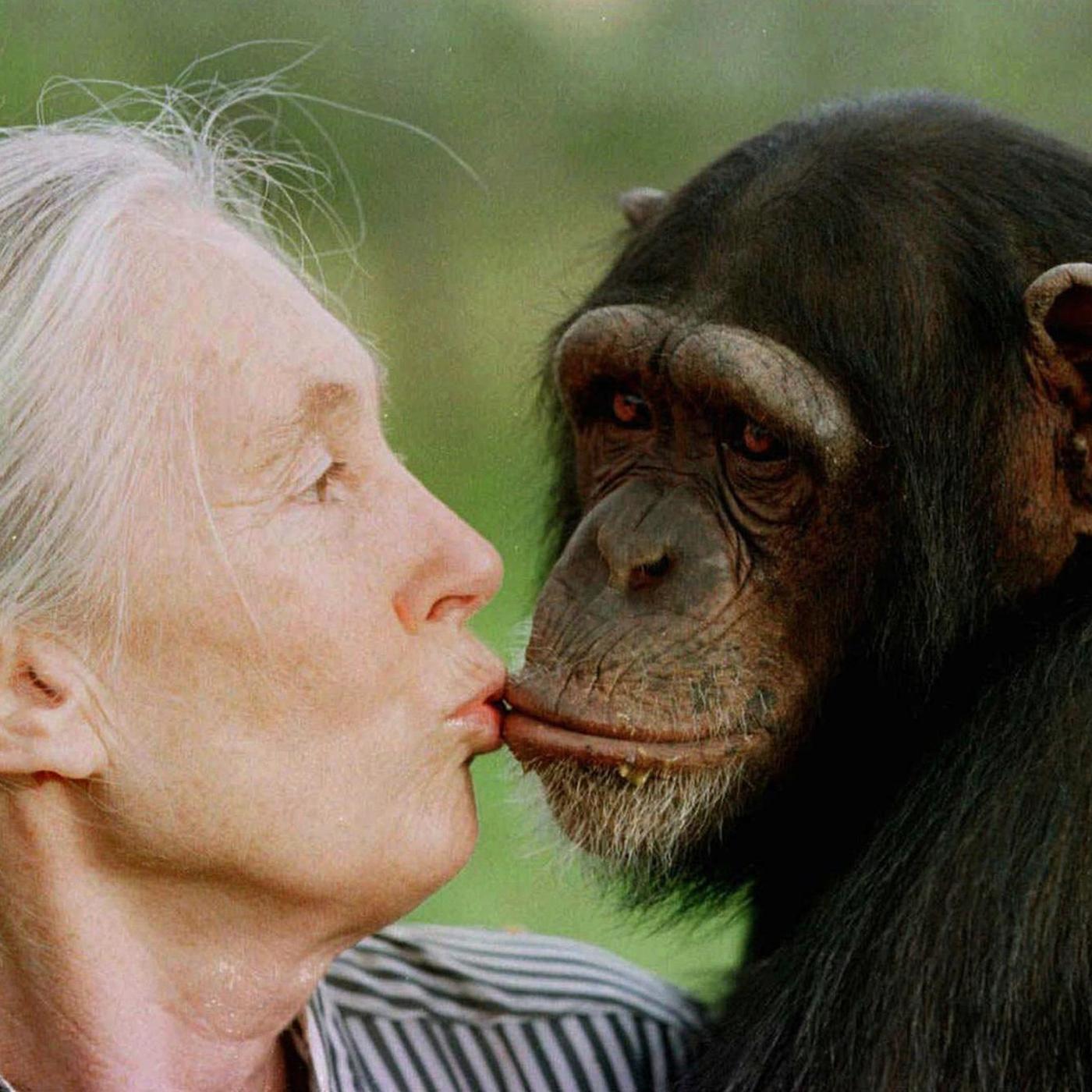 Remembering primatologist Jane Goodall - Science Weekly (podcast ...