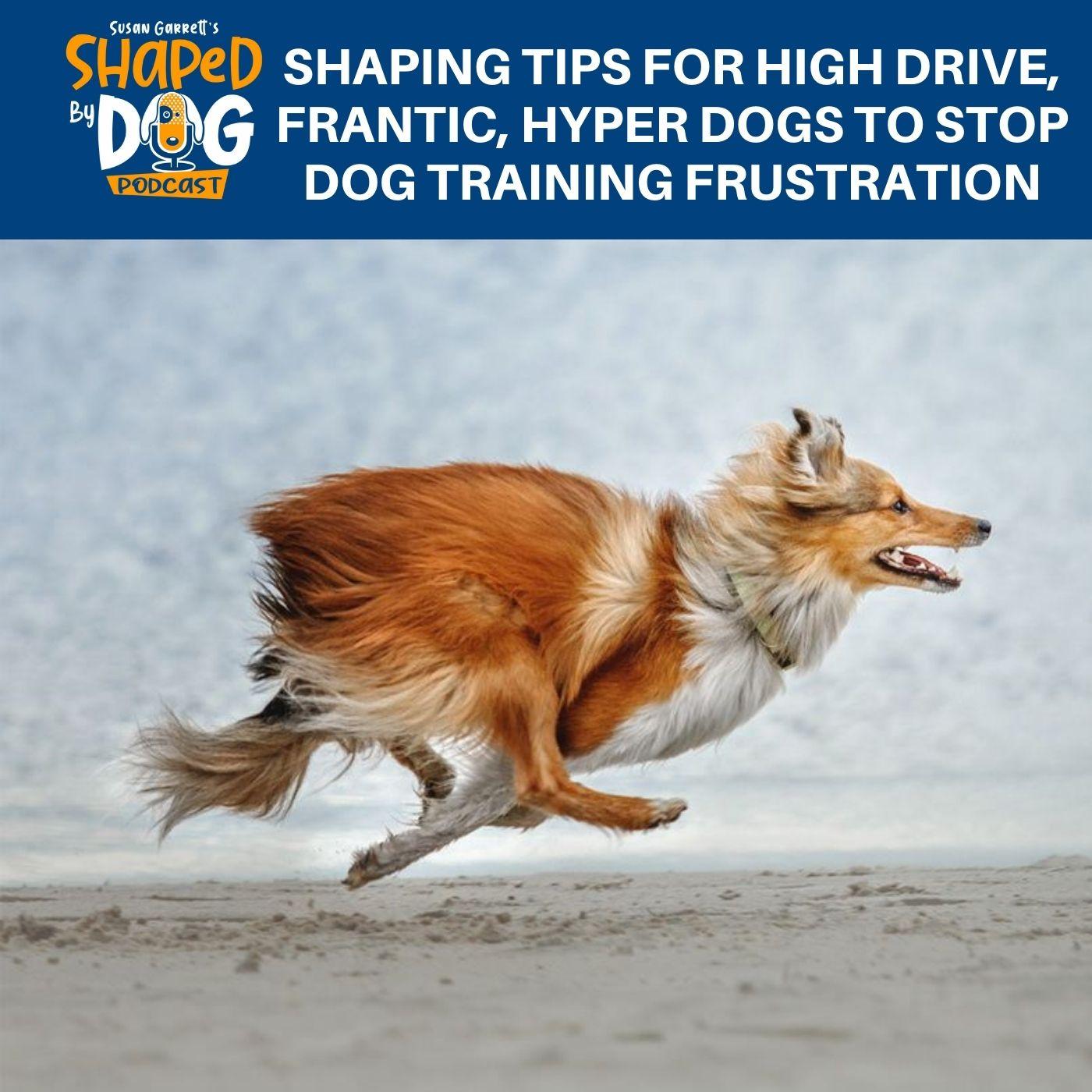 10 Engaging Chase Games To Increase Your Picky Eater Dog's Food Drive ...