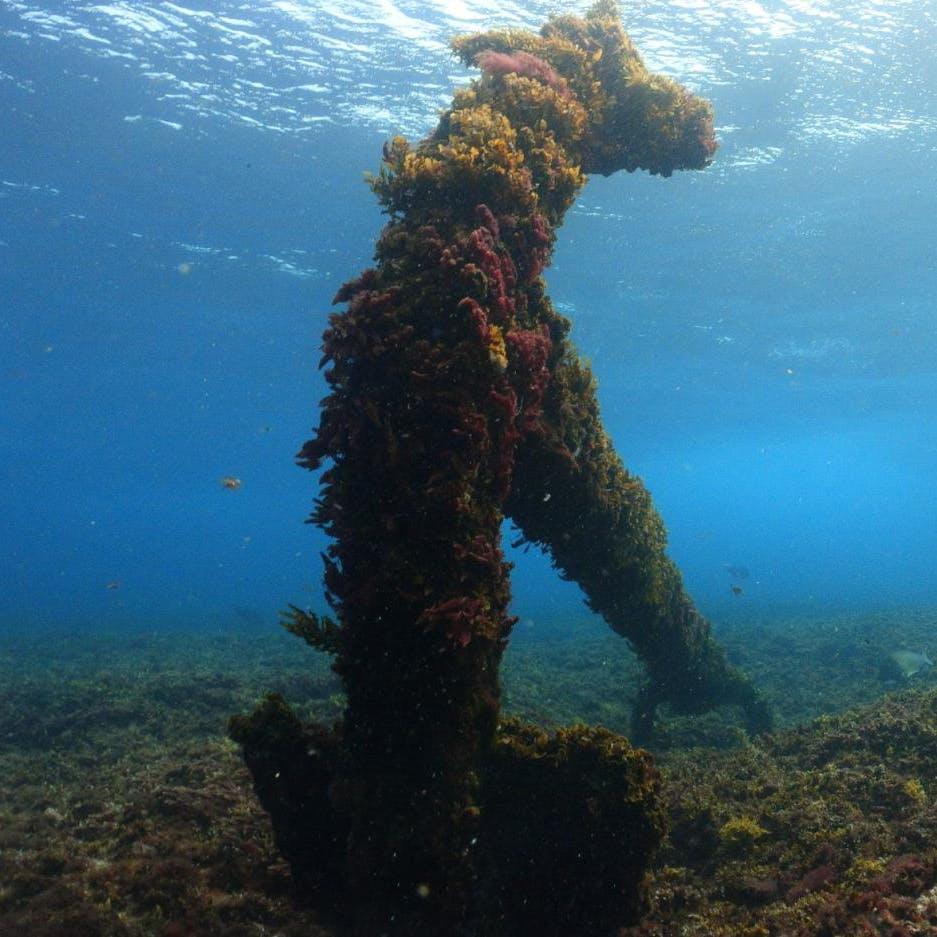 The Zeewijk with Dr. Howard Gray - Shipwrecks and Sea Dogs (podcast ...