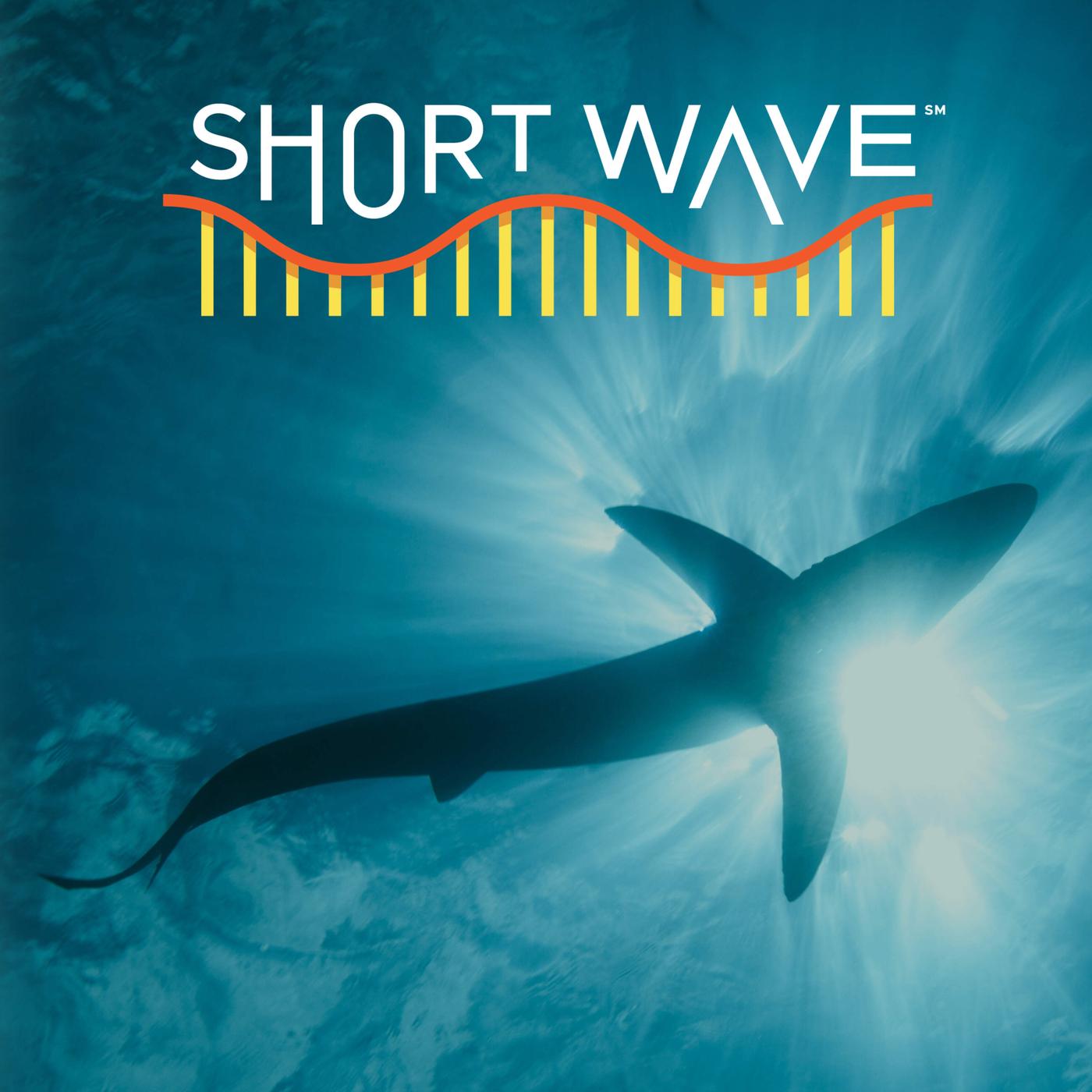 Sharks Often Get A Bad Rap, But Oceans Need Them - Short Wave (podcast ...