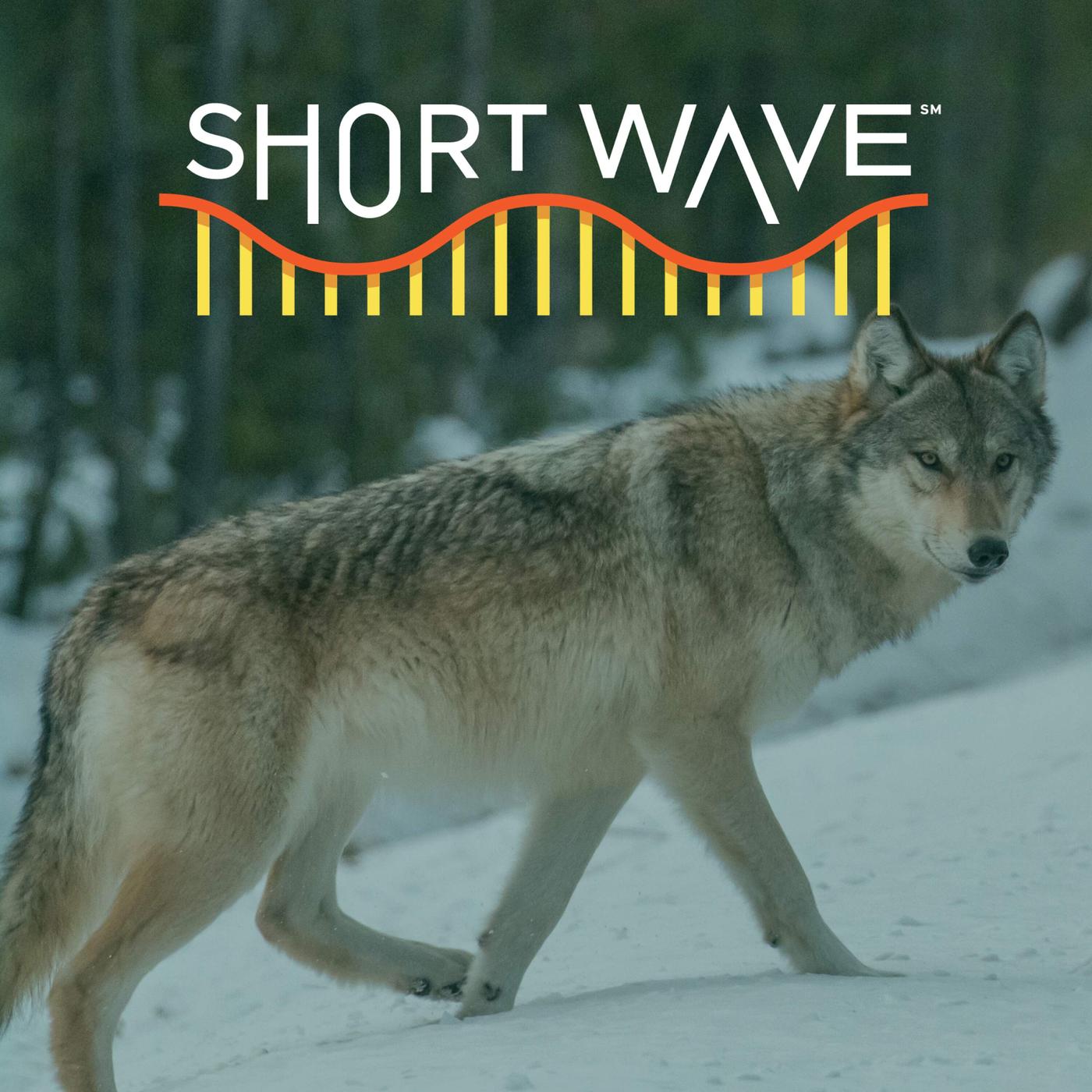 The Science Of Atomic Bombs At The Heart Of 'Oppenheimer' | Listen Notes