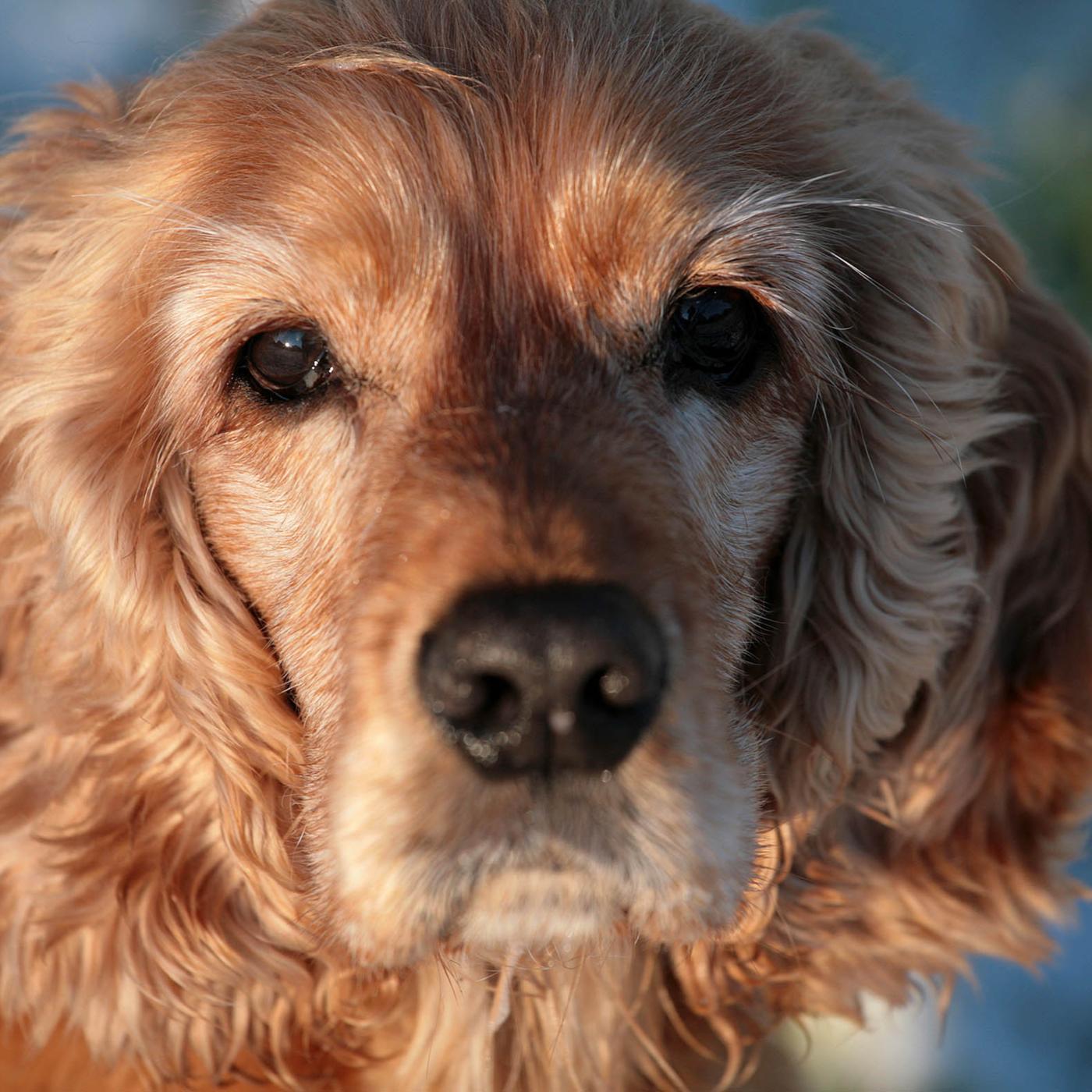 Secret Mantra - Song of the Dakini Tantras (podcast) | Listen Notes