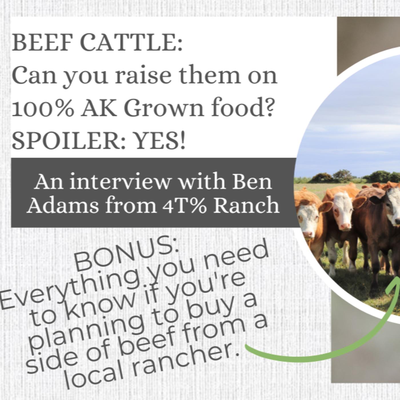 ALASKA BEEF: Can you raise them on 100% AK Grown food? (Spoiler: YES ...