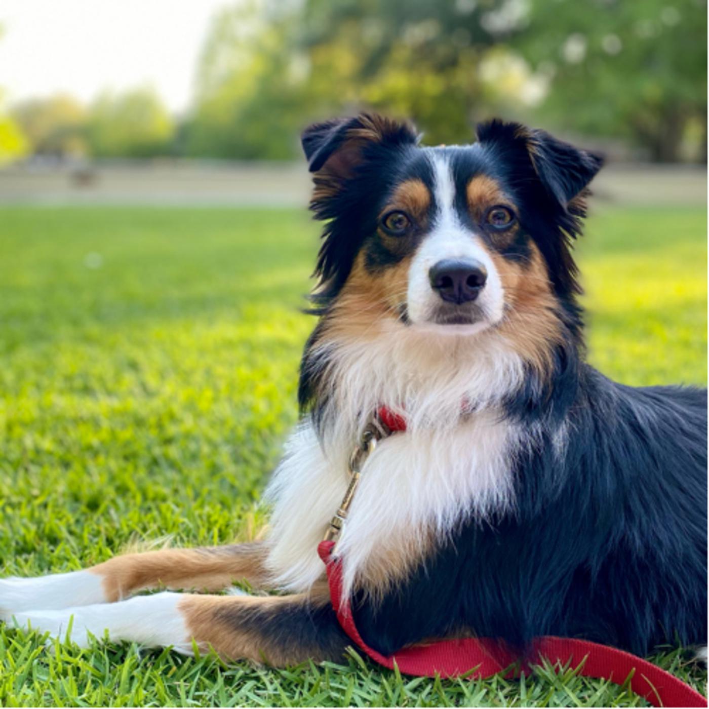 Week 4: Akitas named Winston and Mabel - Tails of the Dog Park (podcast ...