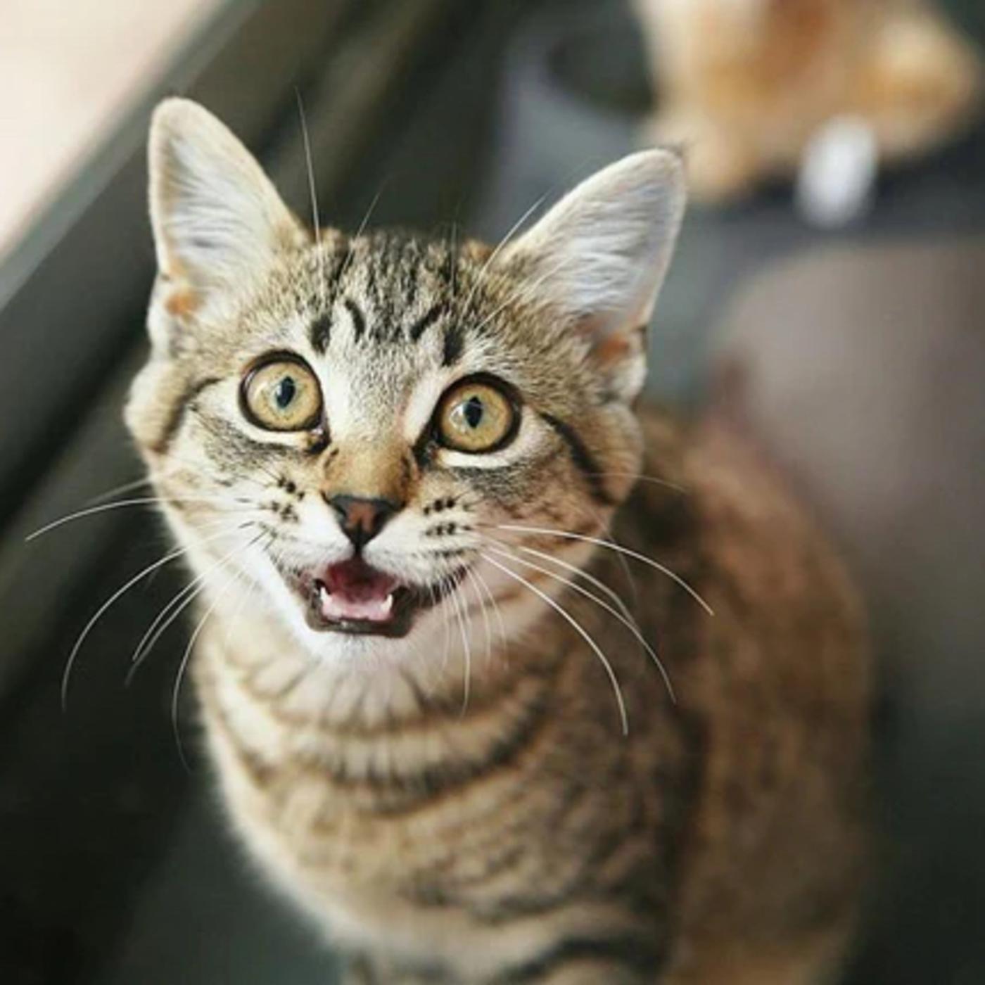 7 Reasons Why Humans & Cats Are A Match Made In Heaven | Listen Notes