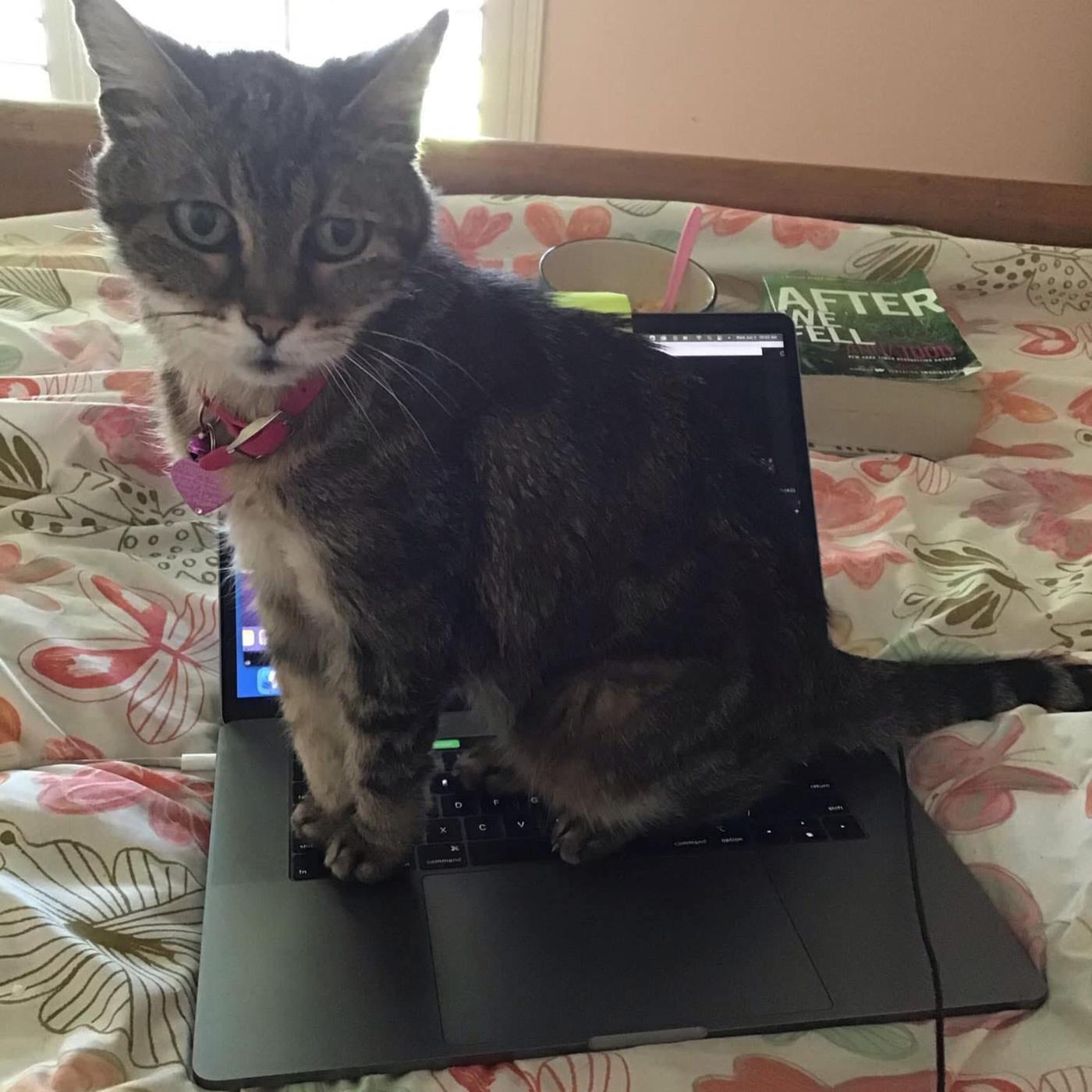 7 Reasons Why Humans & Cats Are A Match Made In Heaven | Listen Notes