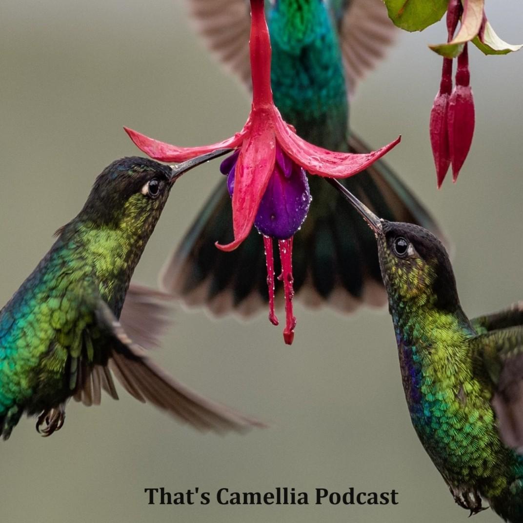 It starts with a thought! - That’s Camellia Podcast | Listen Notes