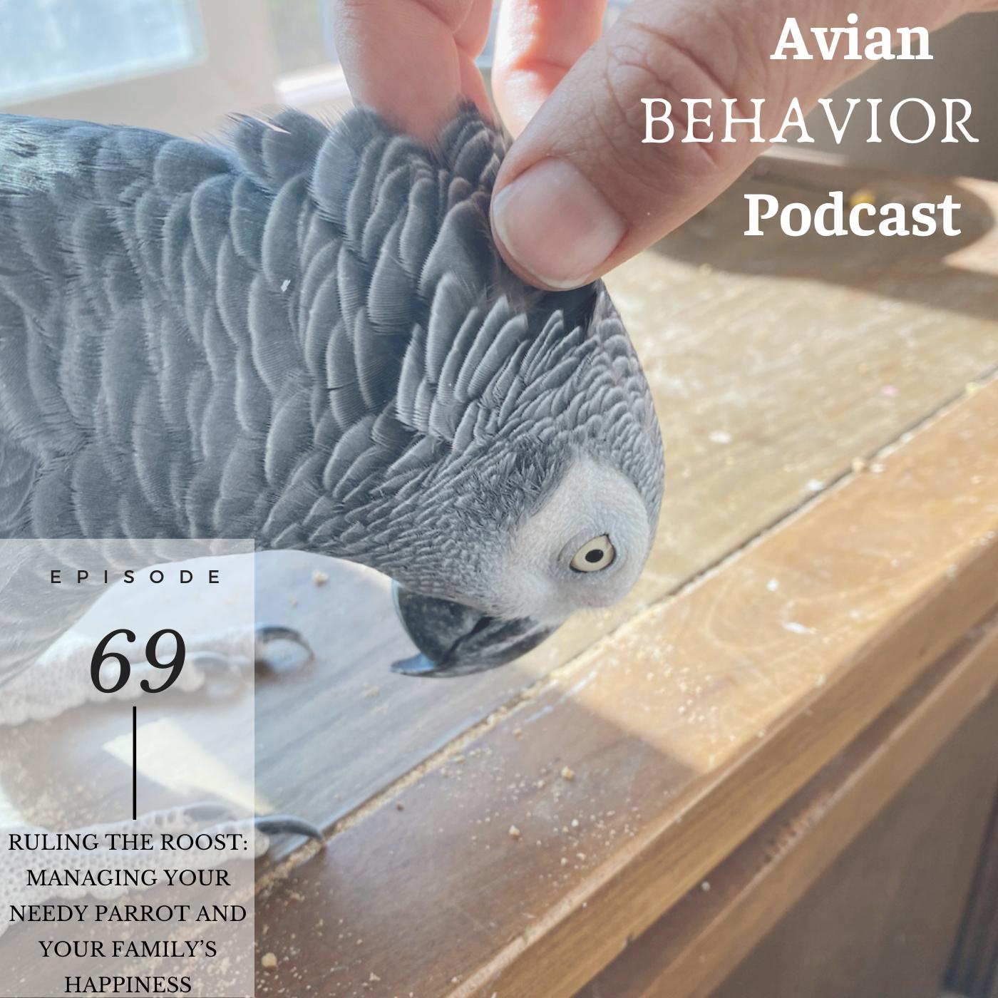 71 Differences in Ambassador Owl Species - The Avian Behavior Podcast ...