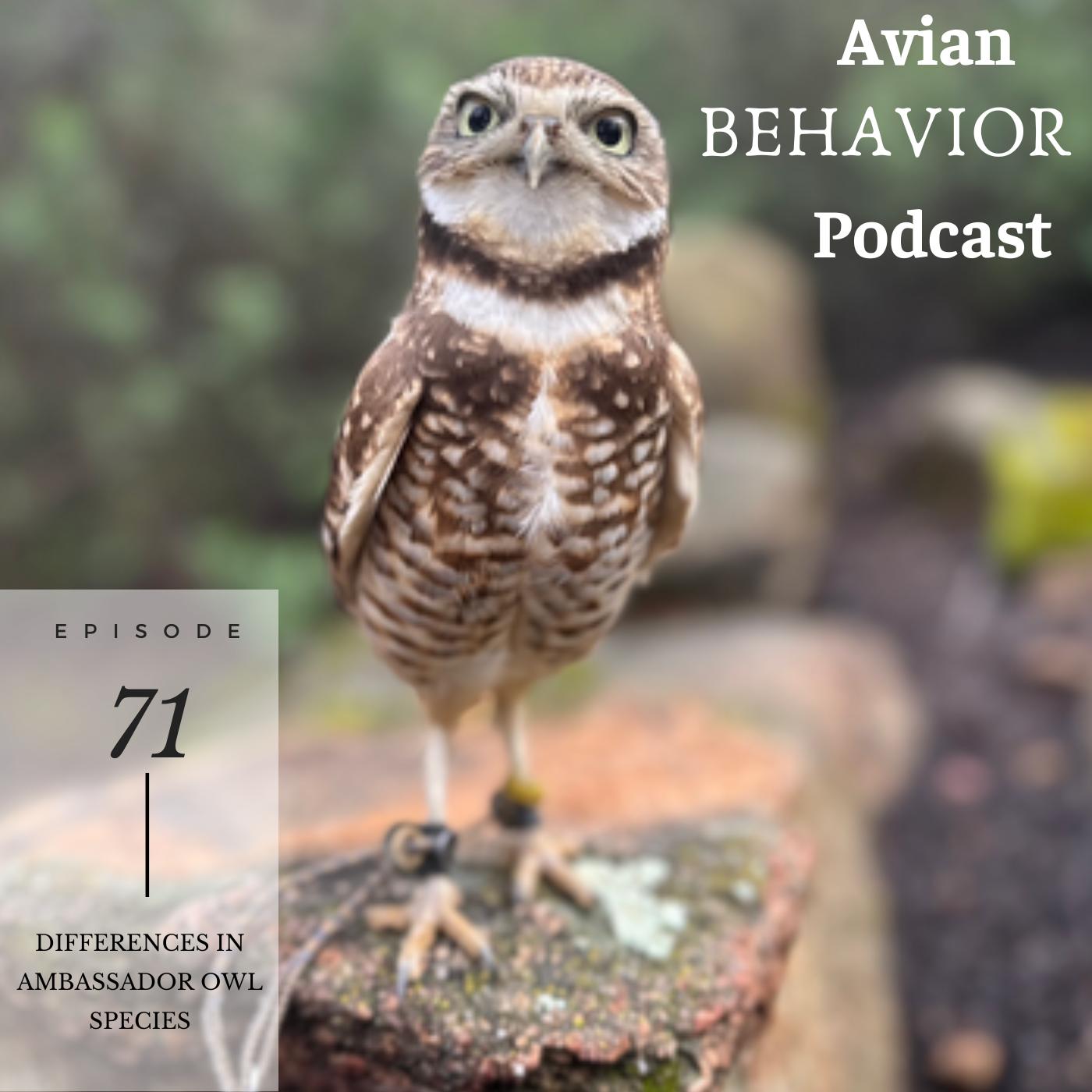 71 Differences in Ambassador Owl Species - The Avian Behavior Podcast ...