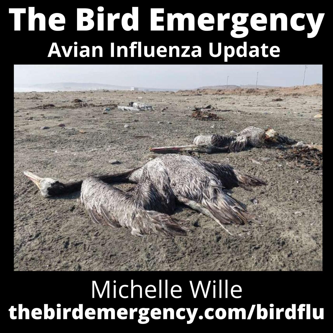 072 Captive Breeding at Zoos SA with Chad Crittle - The Bird Emergency ...