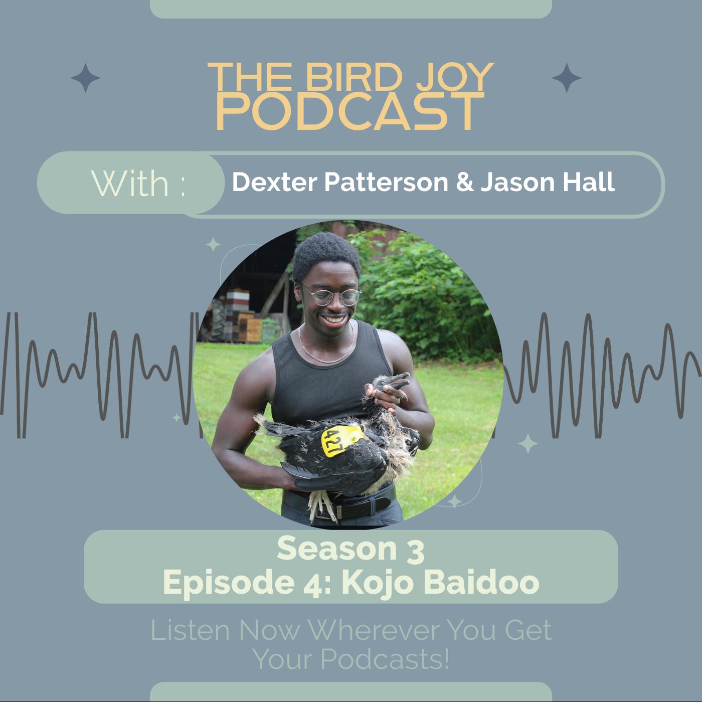 The Joy of Vultures with Kojo Baidoo - The Bird Joy Podcast | Listen Notes