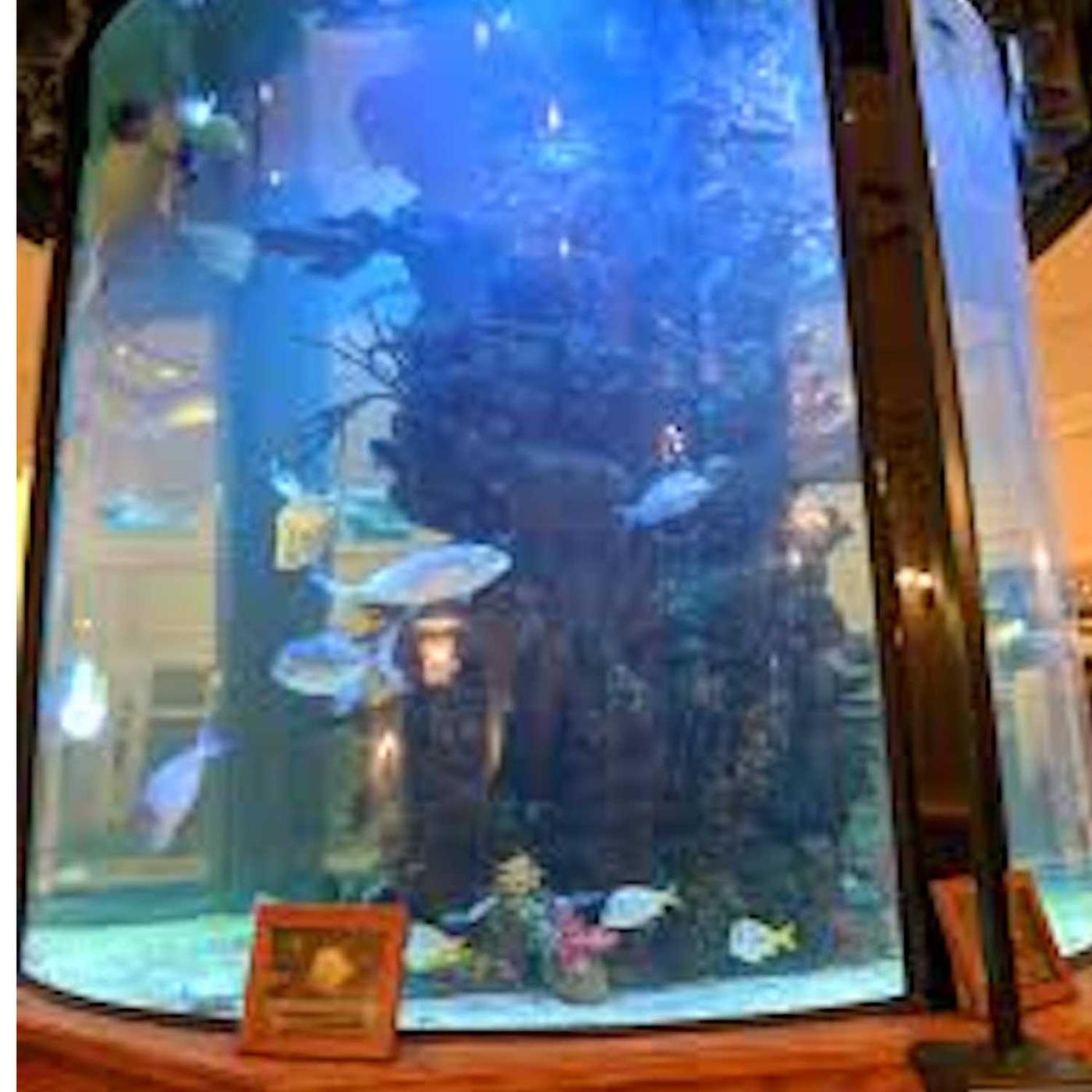 Pirates of the Nemacolin - The Butchelor (podcast) | Listen Notes