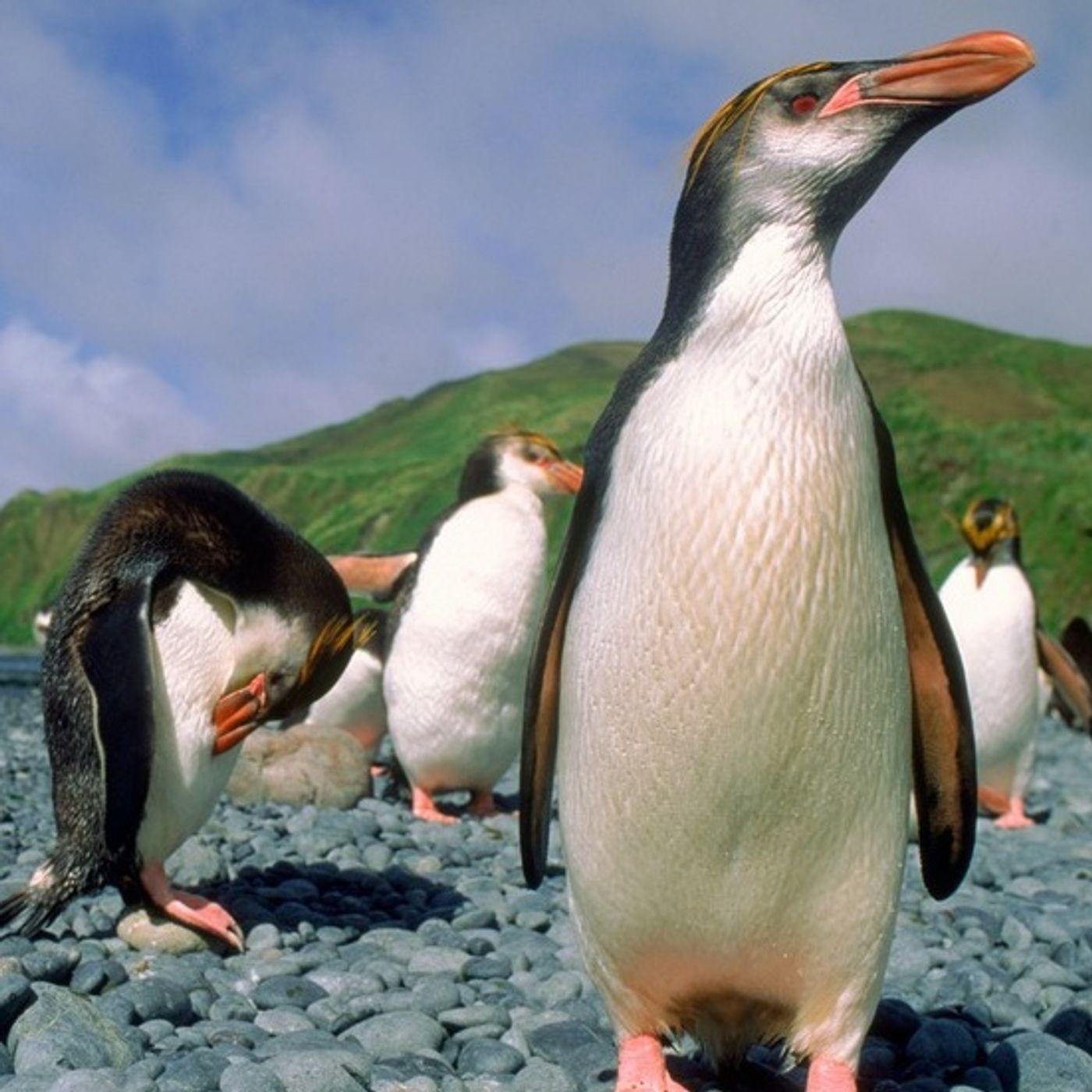 Surf Class in Baum County - Earl Edition (podcast) | Listen Notes