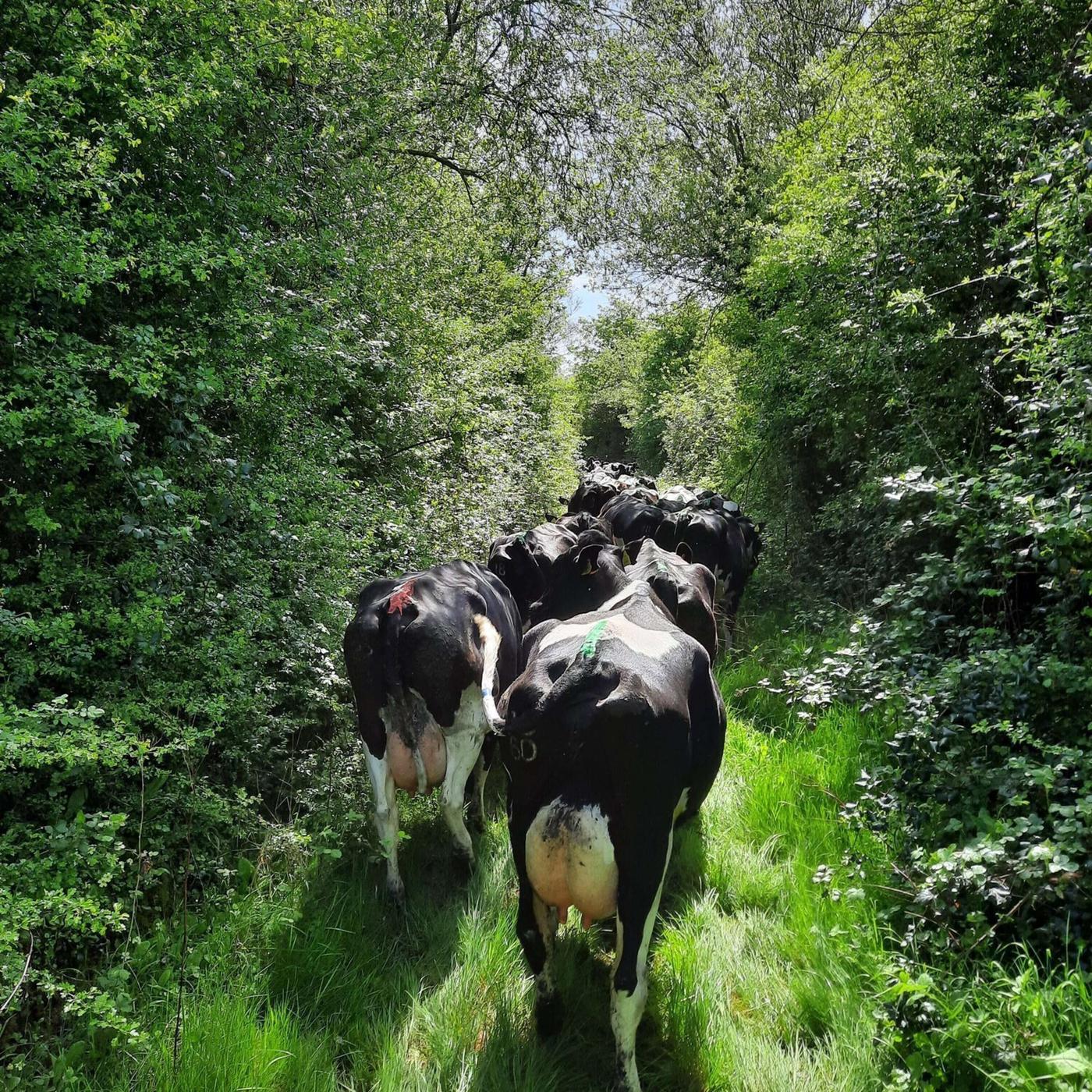 How Liam Brophy’s home farm converted from drystock to dairy | Listen Notes