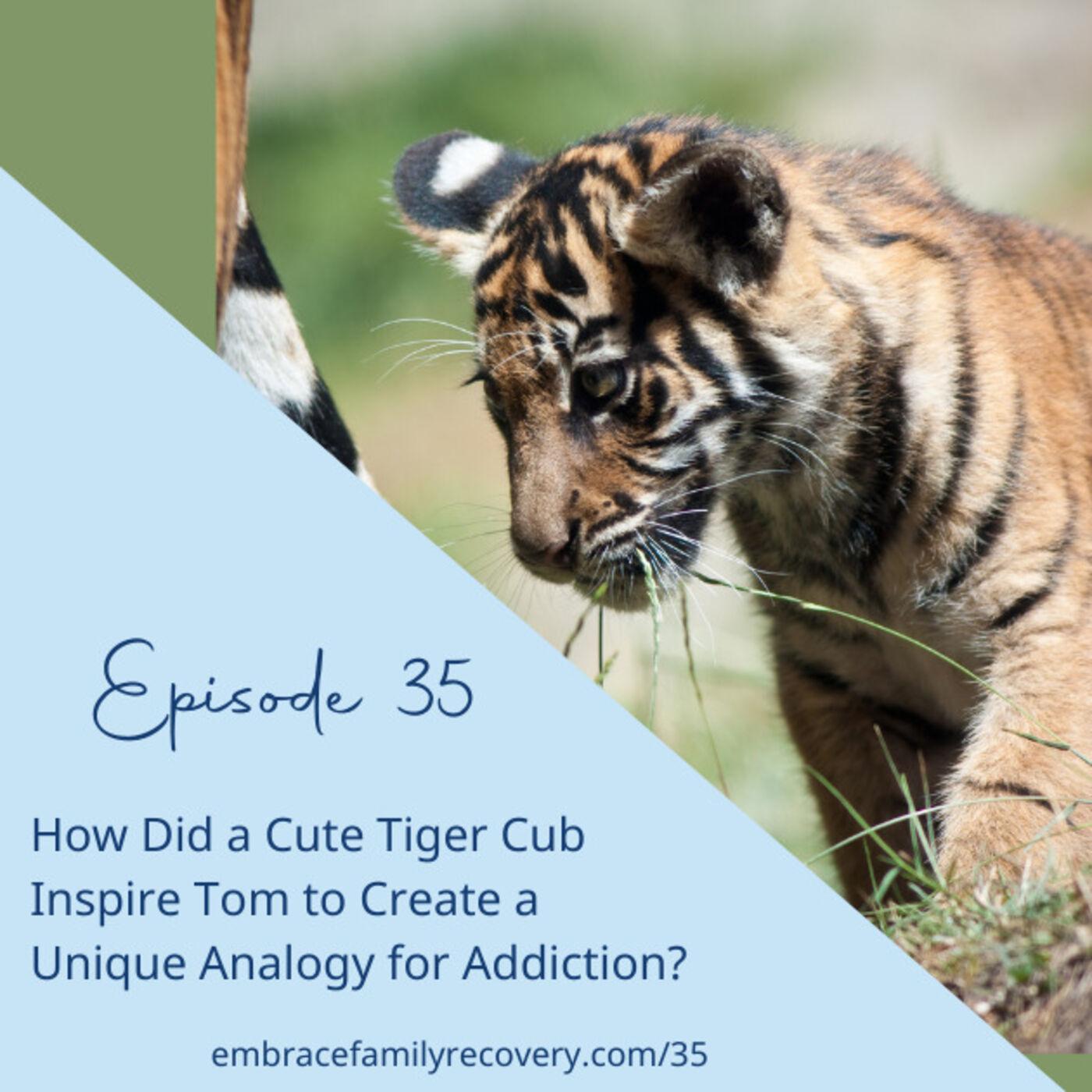 How Did a Cute Tiger Cub Inspire Tom To Create a Unique Analogy For ...