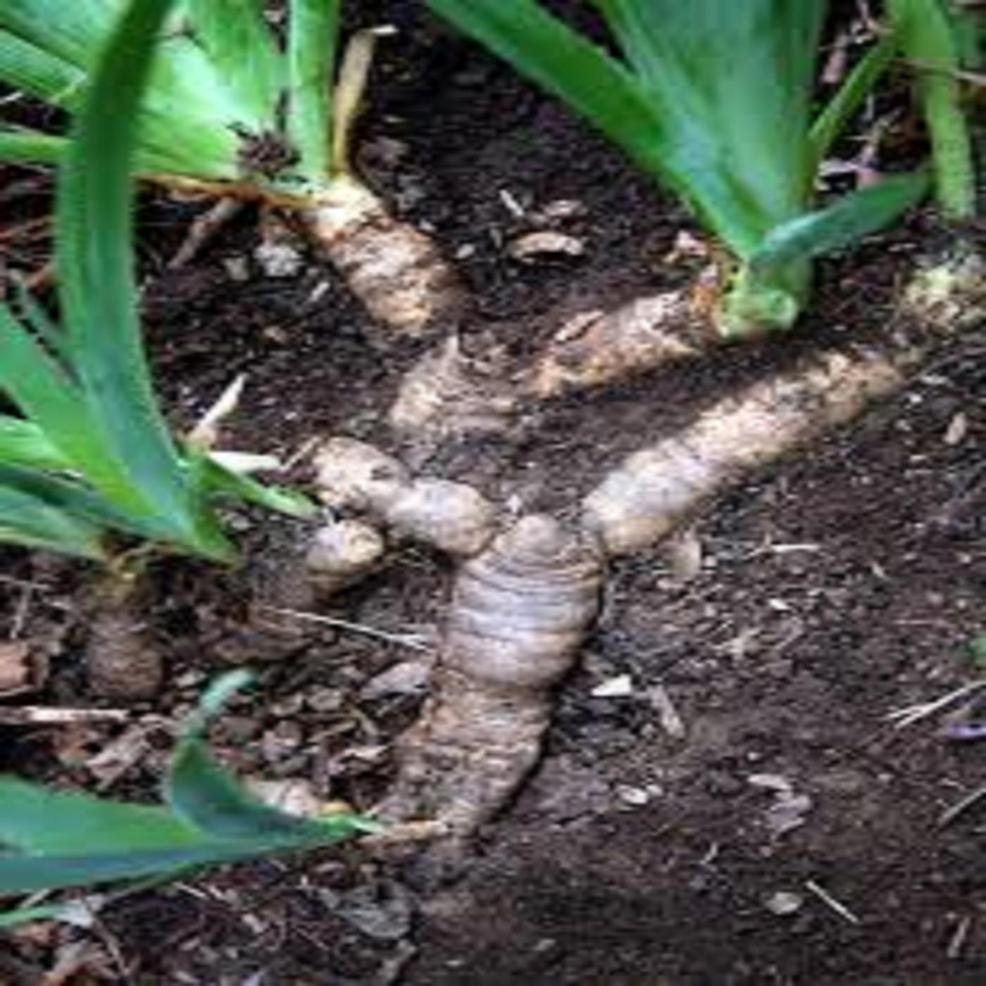 rhizomes and tuber Plants - The Garden Show (podcast) | Listen Notes