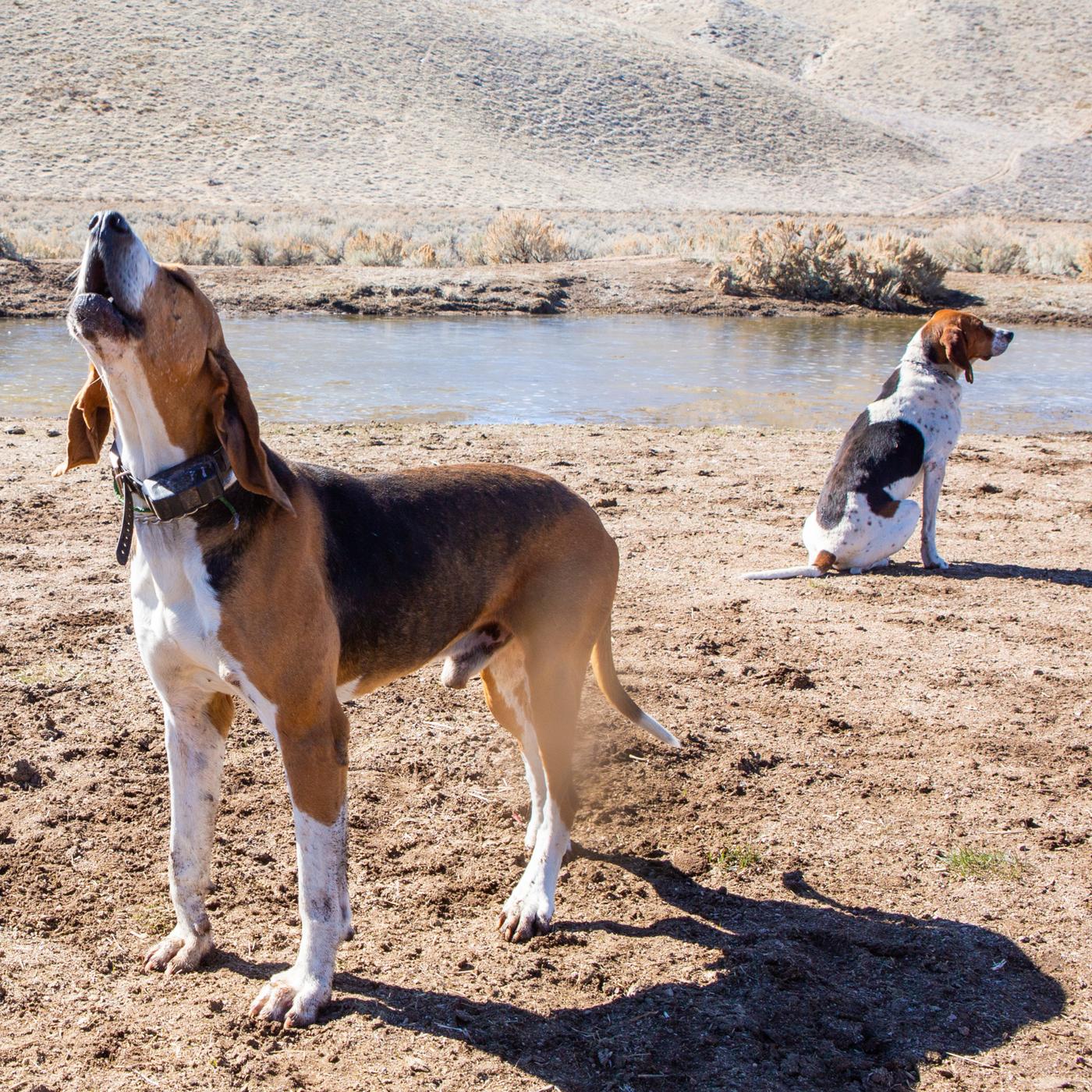 Release the Hounds! – Fox Hunting with Red Rock Hounds | Listen Notes