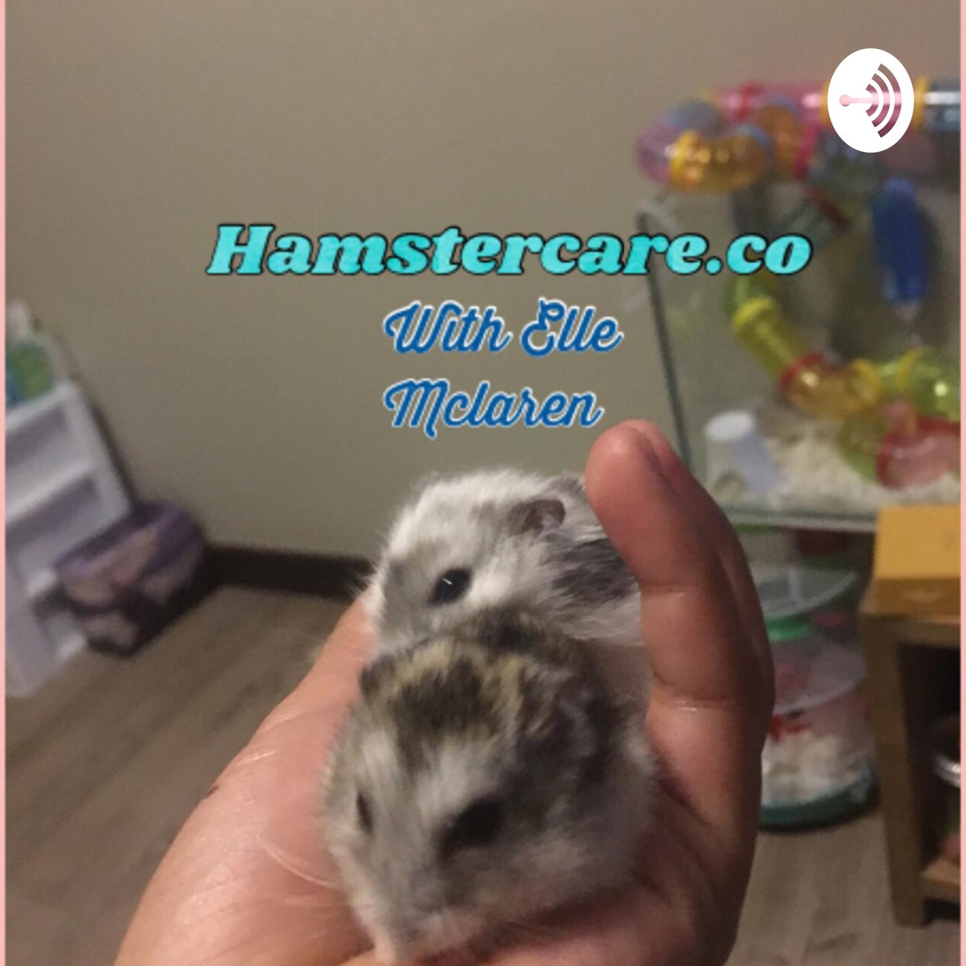 The different species of hamsters - The HHL show | Hamsters Horses and ...