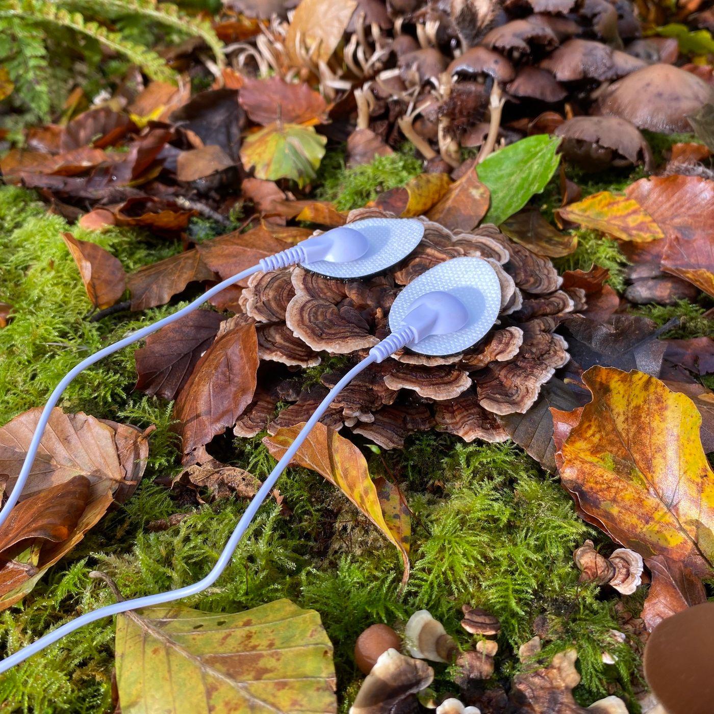 Sheringham Park - Rhodie-bashing and Bio-sonification | Listen Notes