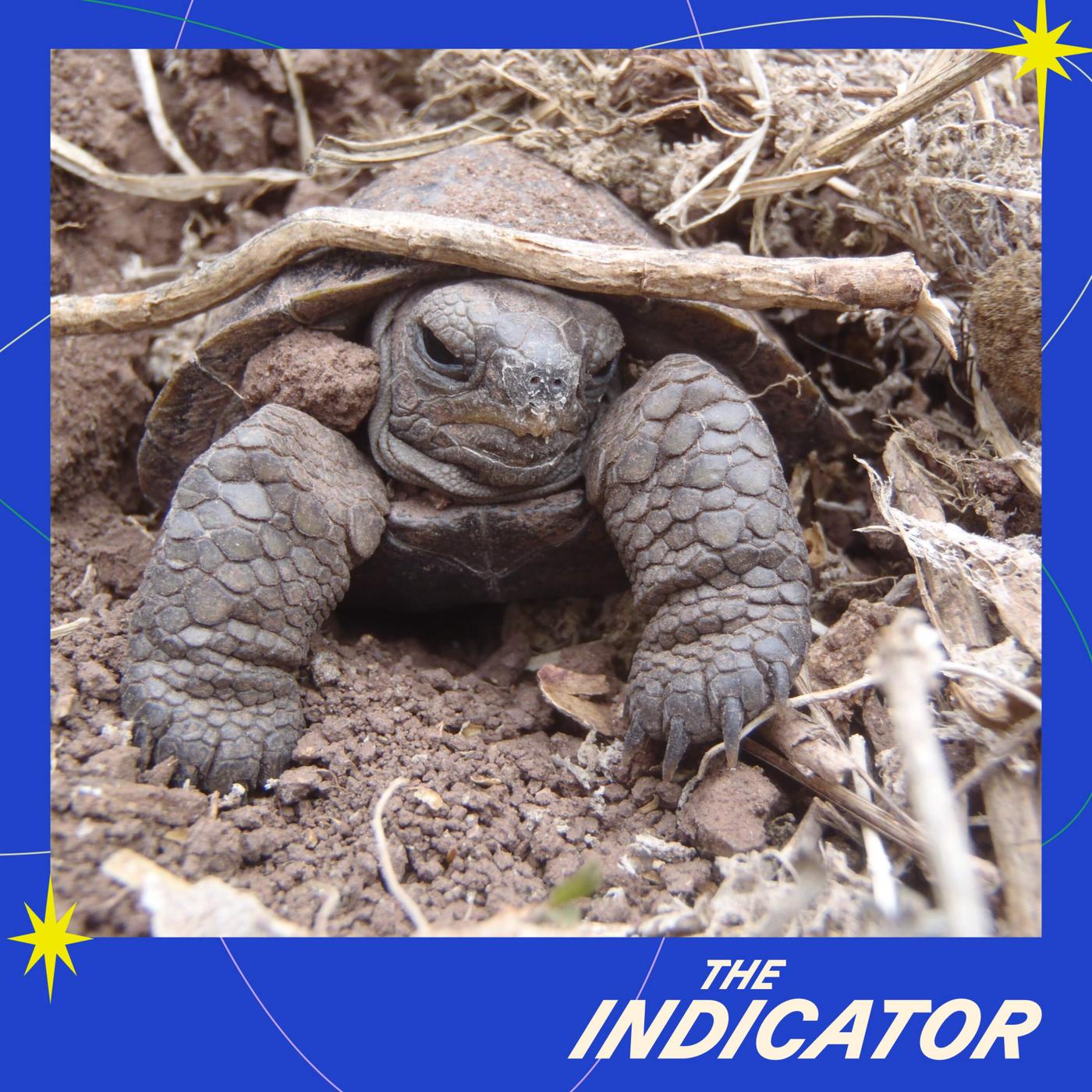 Europe vs. US economies... and a dime heist - The Indicator from Planet ...