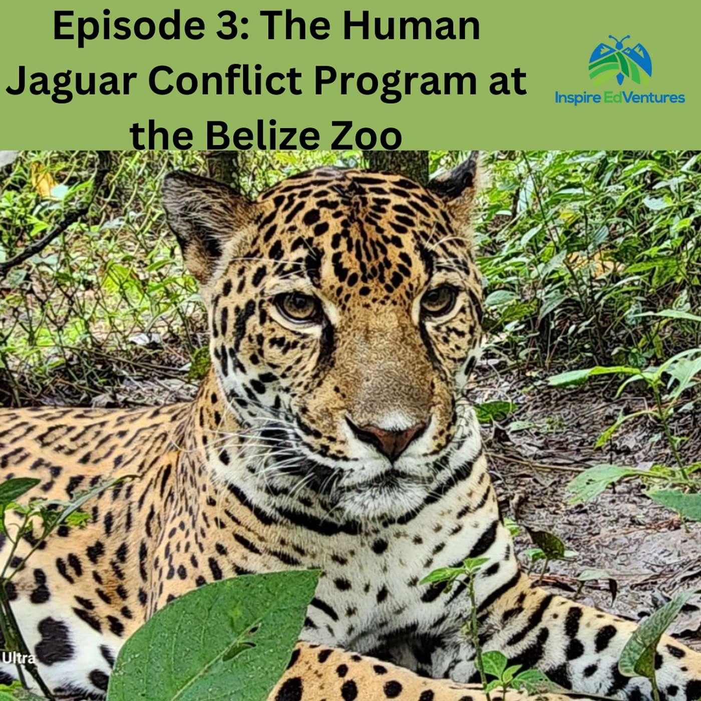 Episode 3: The Human Jaguar Conflict Program at the Belize Zoo | Listen ...