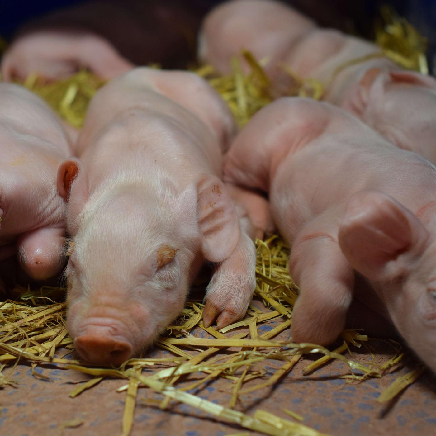 Insights from the Teagasc Pig Research Facility - The Pig Edge (podcast ...