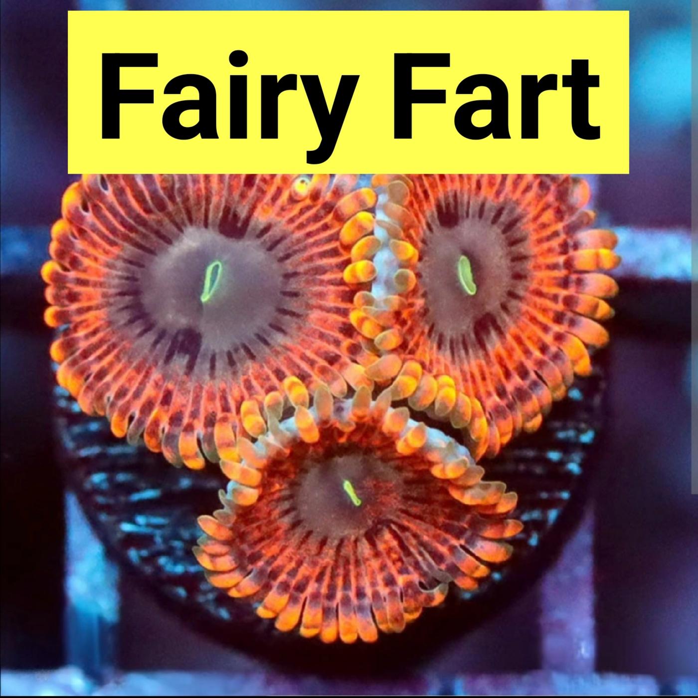 The 10 Most Ridiculous Zoa Names | The Prestige Reef Dork Show Ep 51 ...